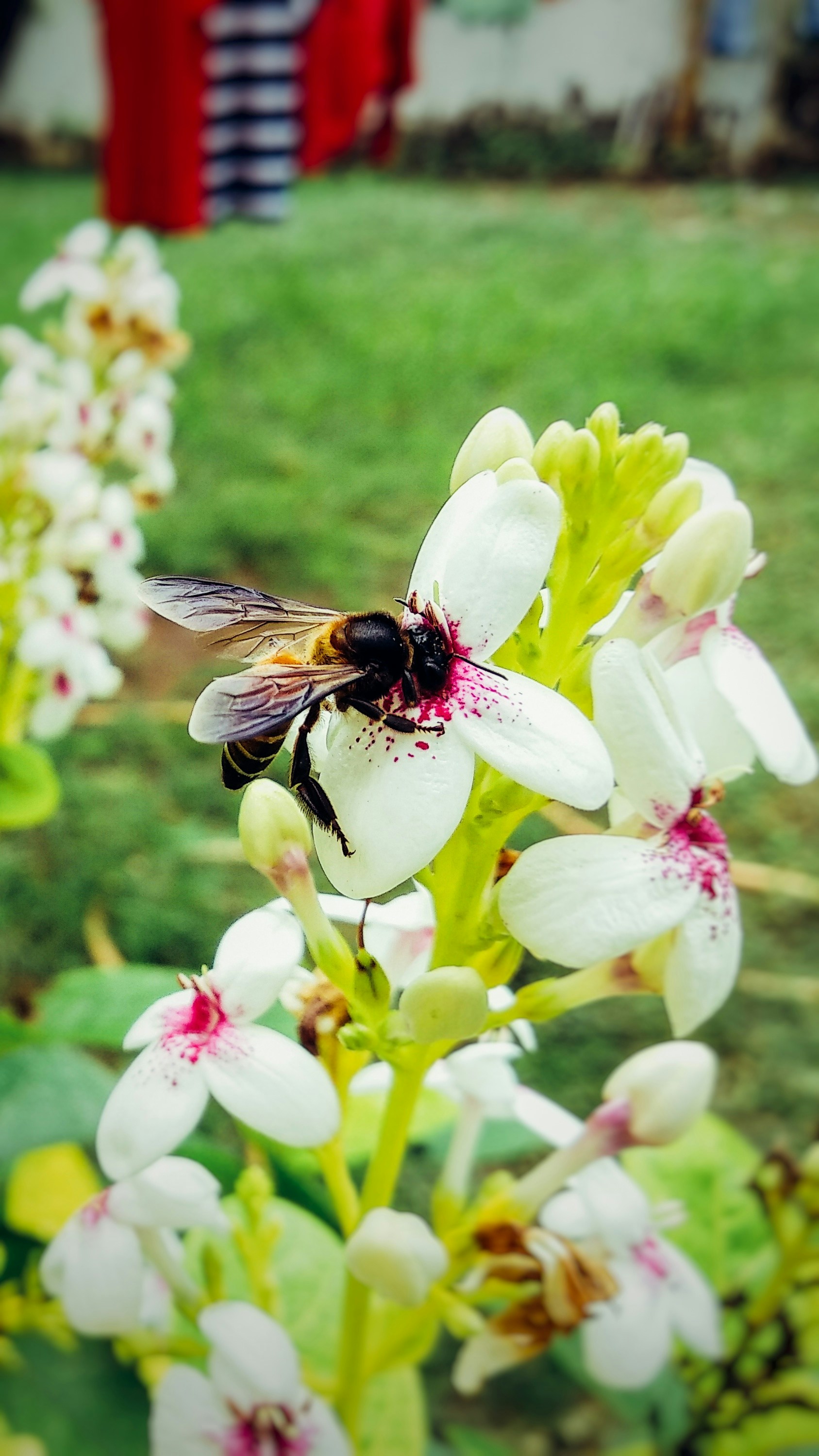 Black and yellow bee on white flower photo – Free Animal Image on Unsplash