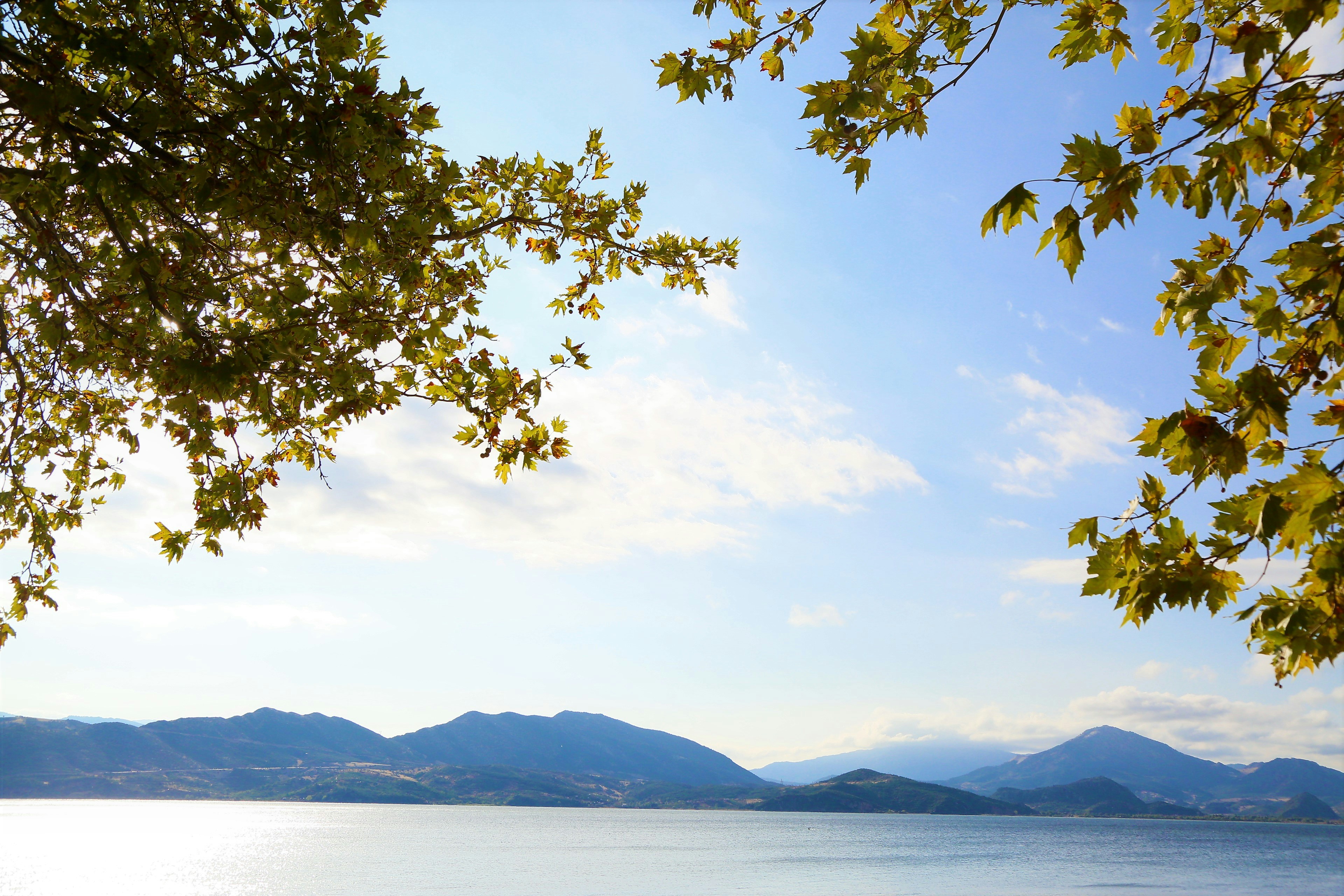 Green tree near body of water during daytime photo – Free Outdoors ...
