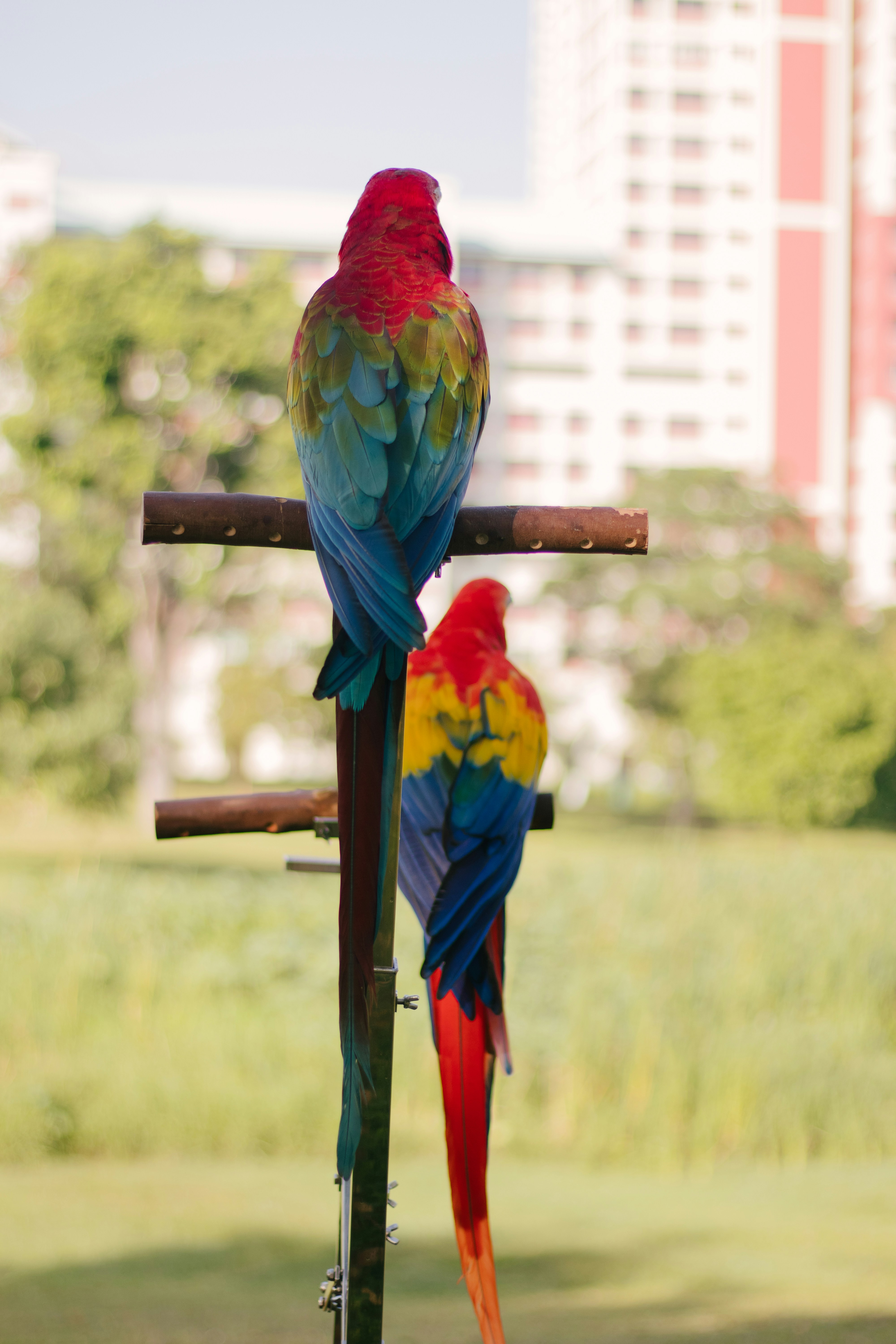 Chromatic Macaws on Weathered Rails Against a Soft Urban Backdrop