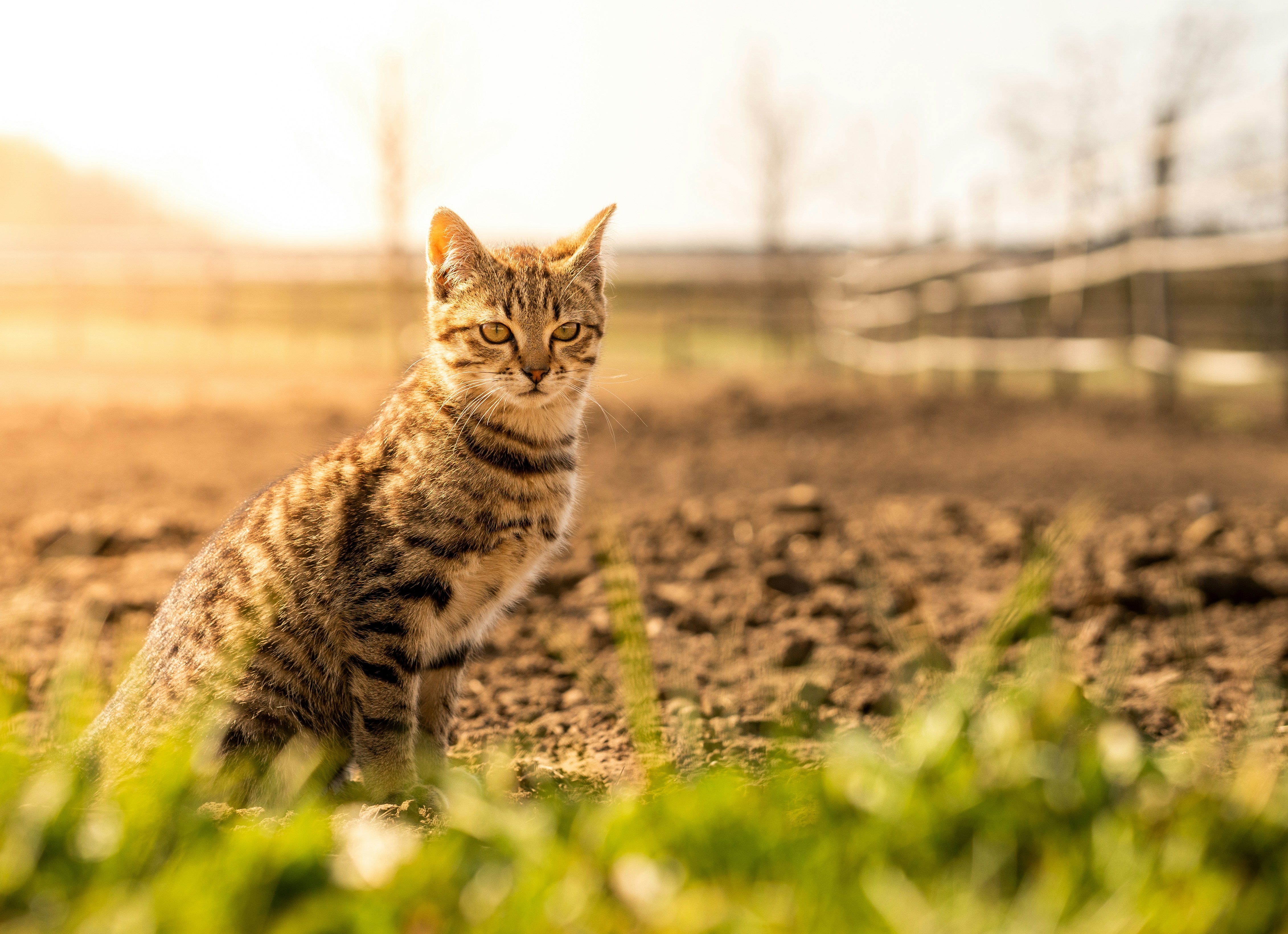 Amber Hour Tabby: A Portrait of Focus in a Sunlit Field