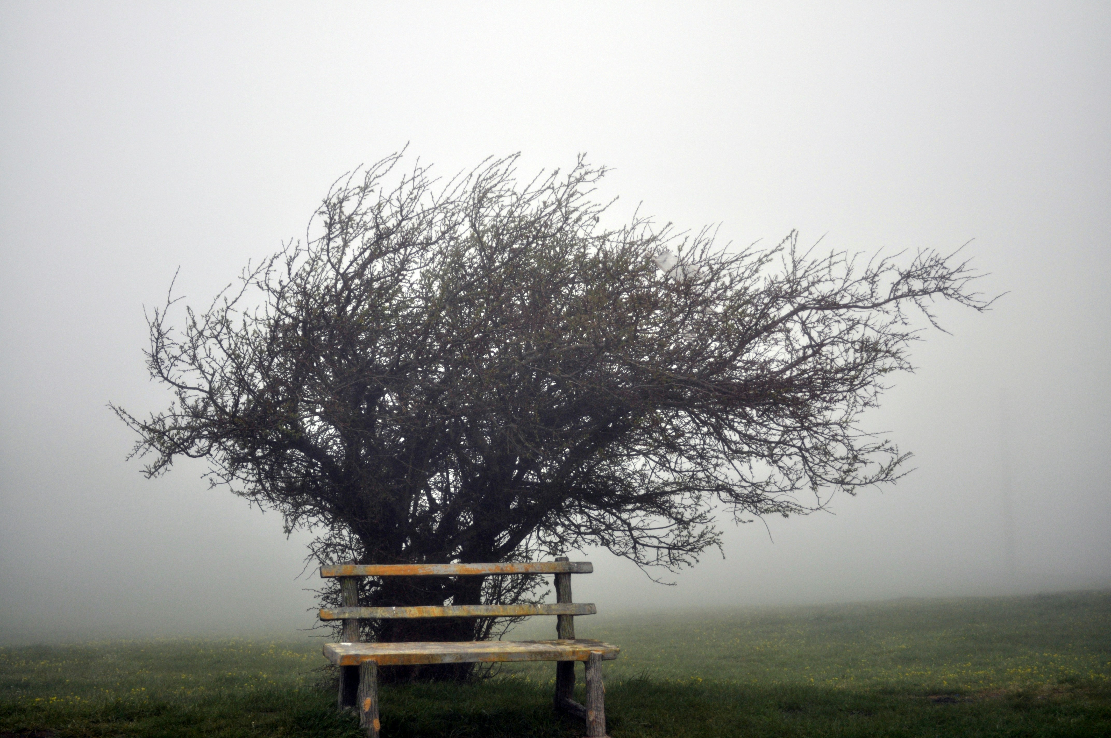 Sparse tree with wooden bench under a dense fog in a grassy field.