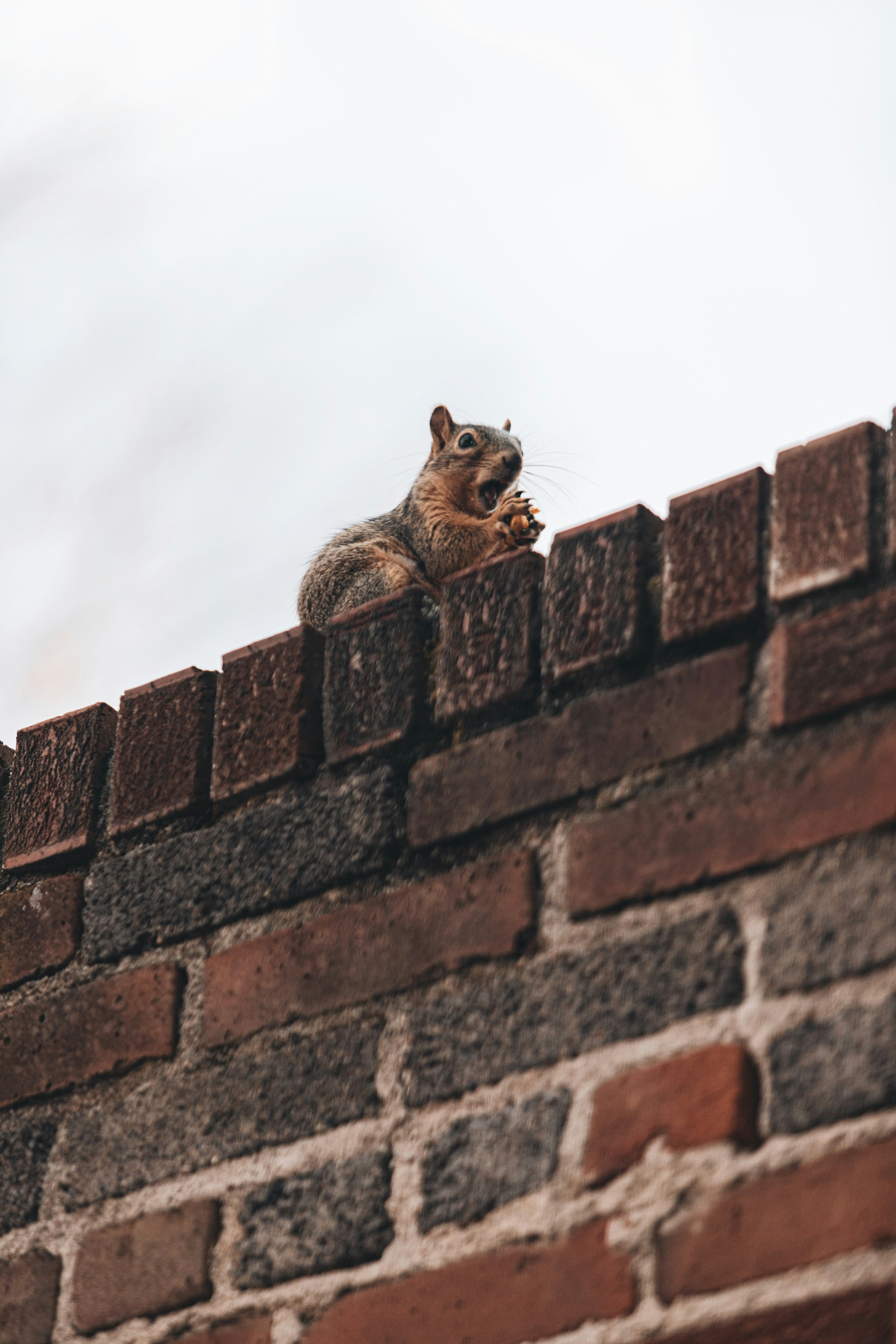 Nutty View from the Brick Parapet: Squirrel Nibbles Above the Wall