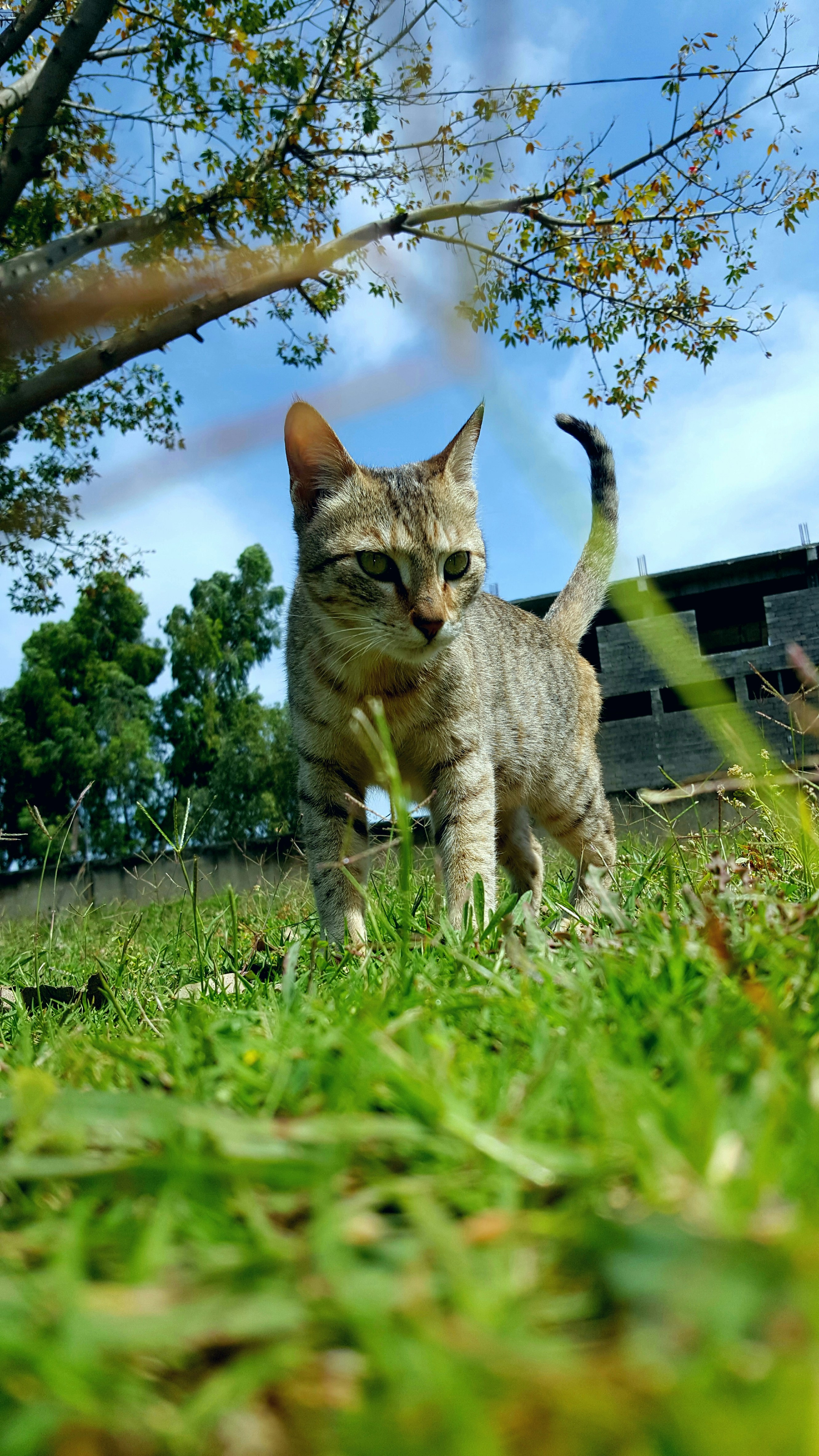 A tabby cat walks through sunlit grass in a backyard, with foreground blur and a bright blue sky overhead.