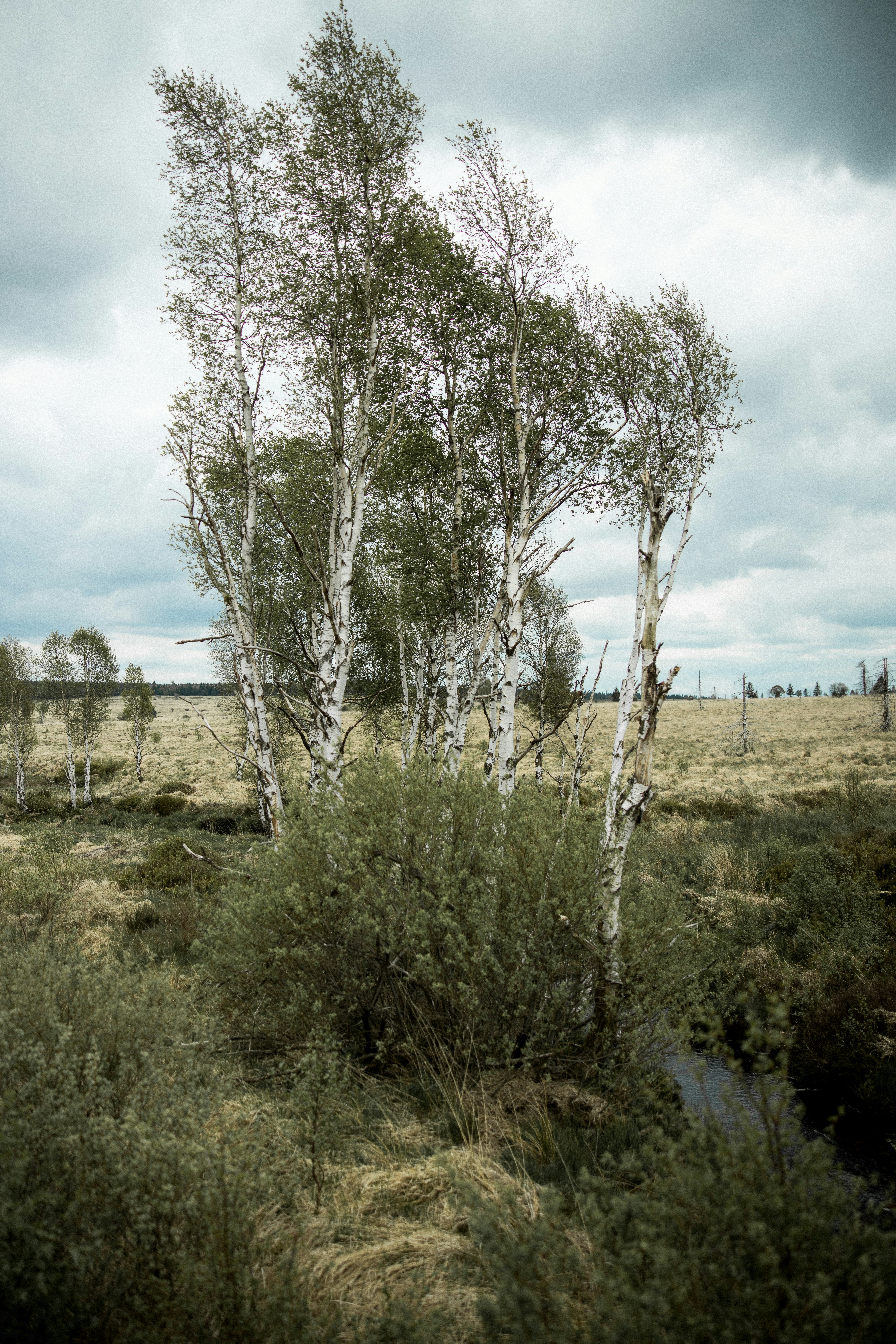 Birch Sentinels by a Prairie Stream