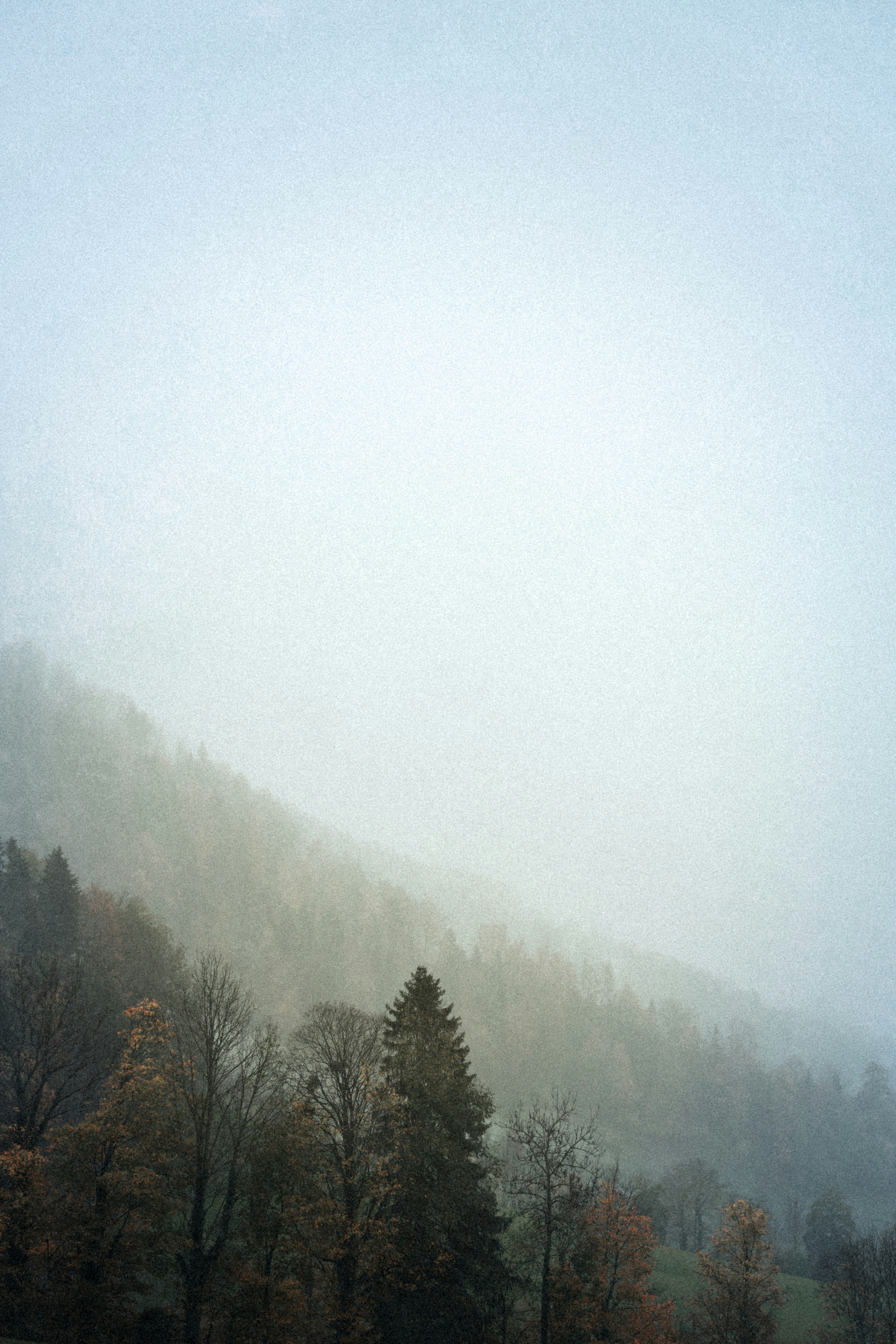 Forest with some fog in Switzerland