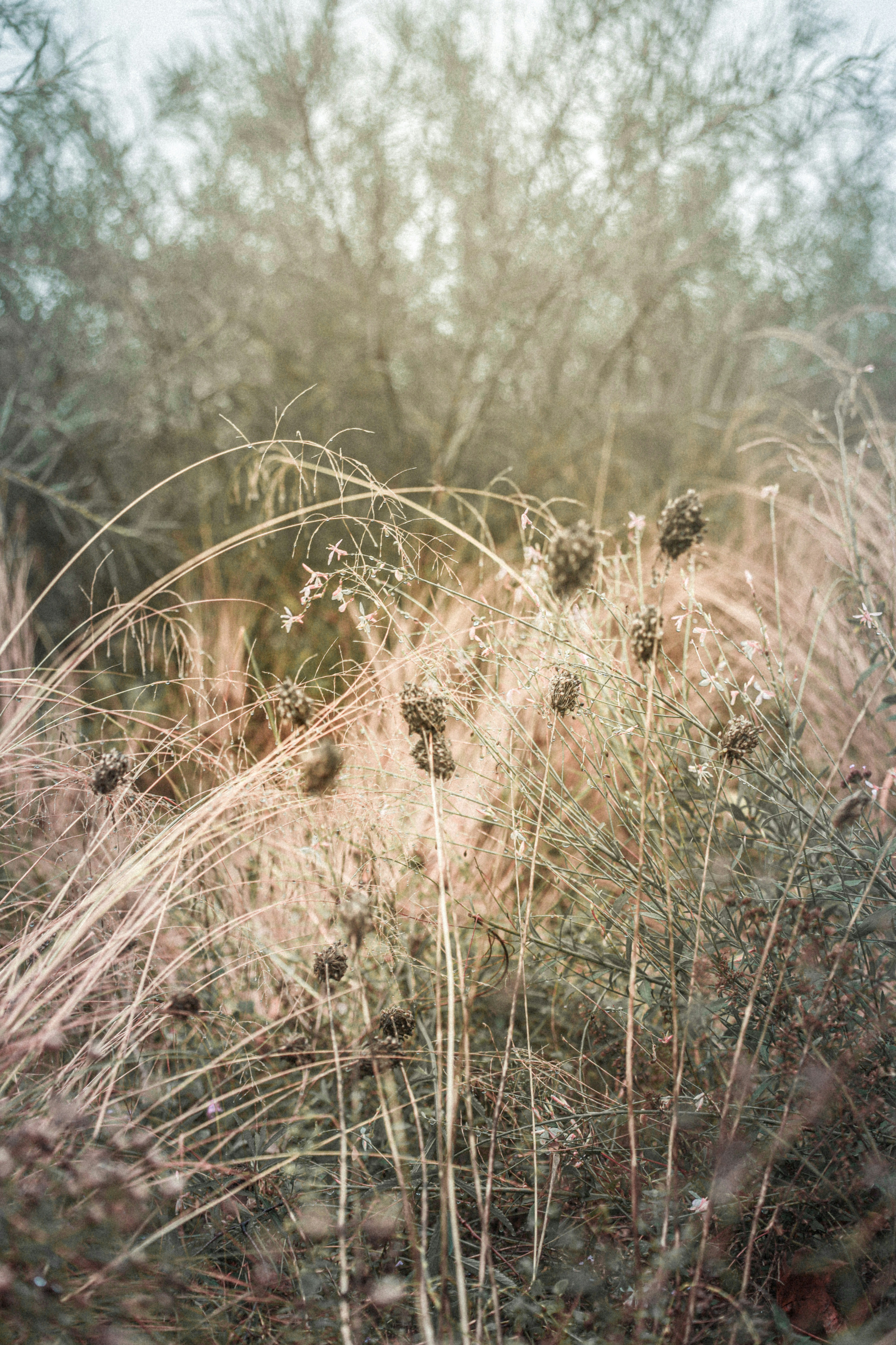Sunlit Quiet: Seedheads Weaving Through a Dried-Grass Field