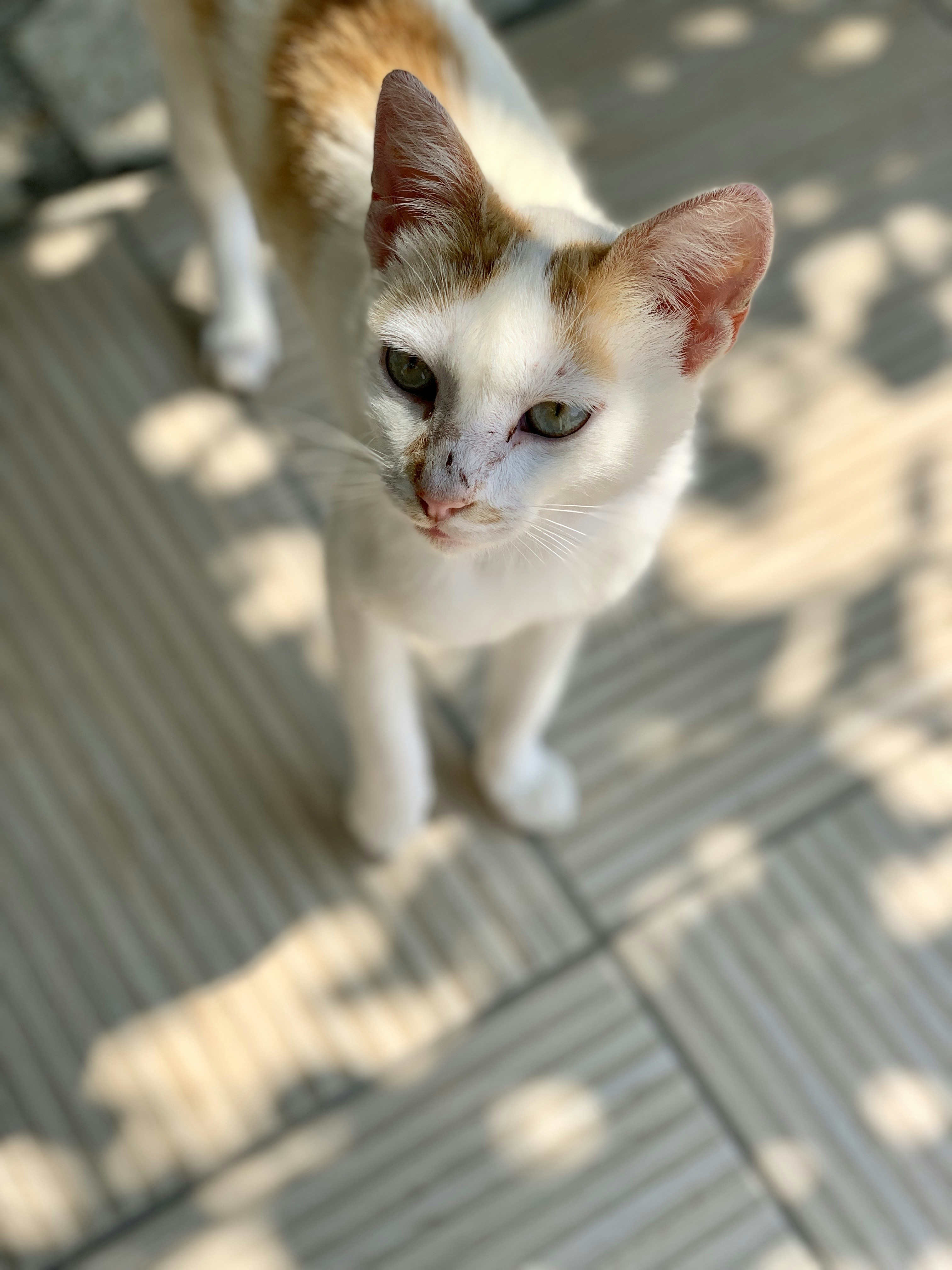 A curious cat stands on a tiled surface, surrounded by playful patterns of light and shadow. Its attentive gaze captures the viewer's attention.