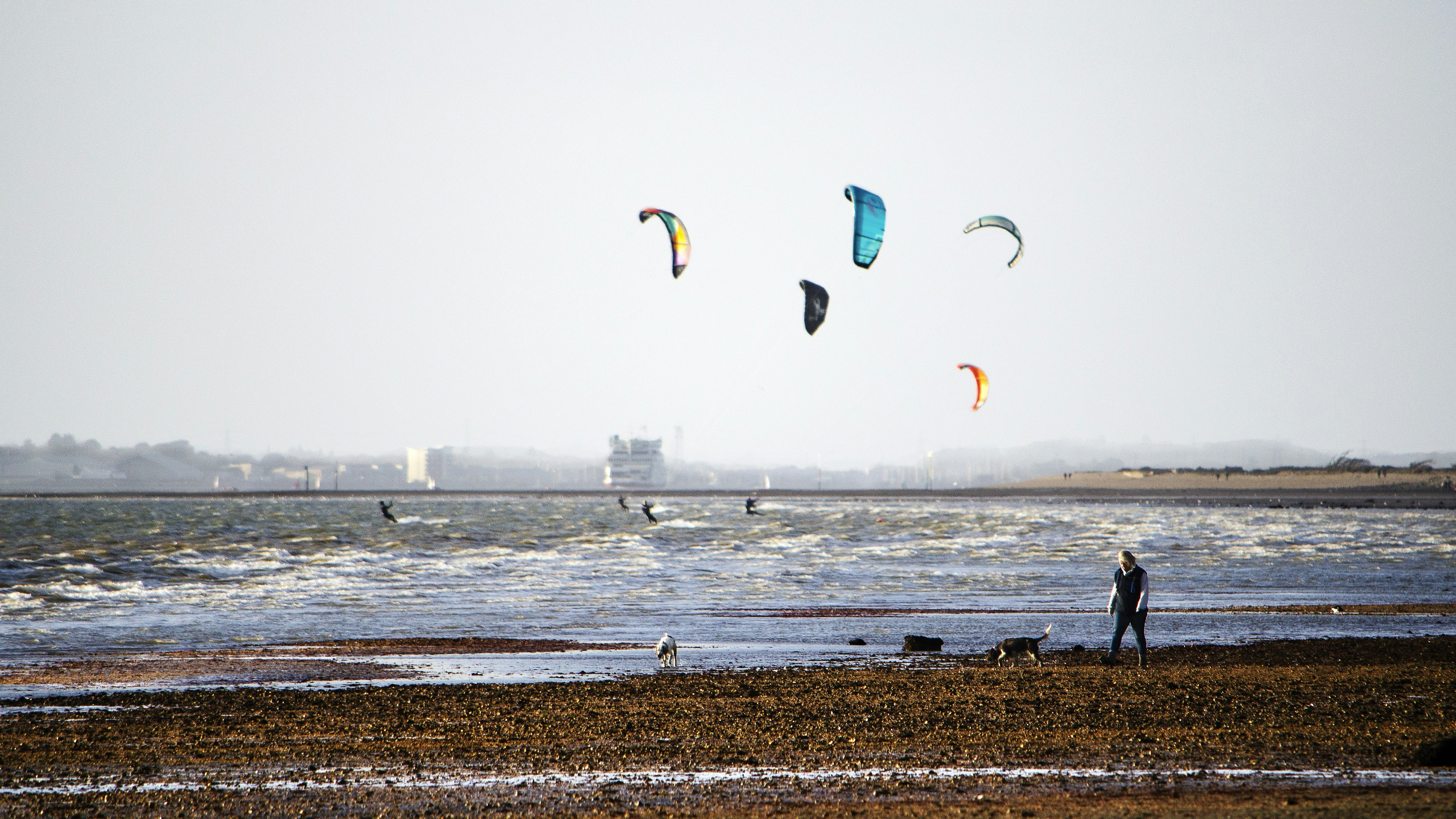 Kites and Canines on the Coastal Breeze