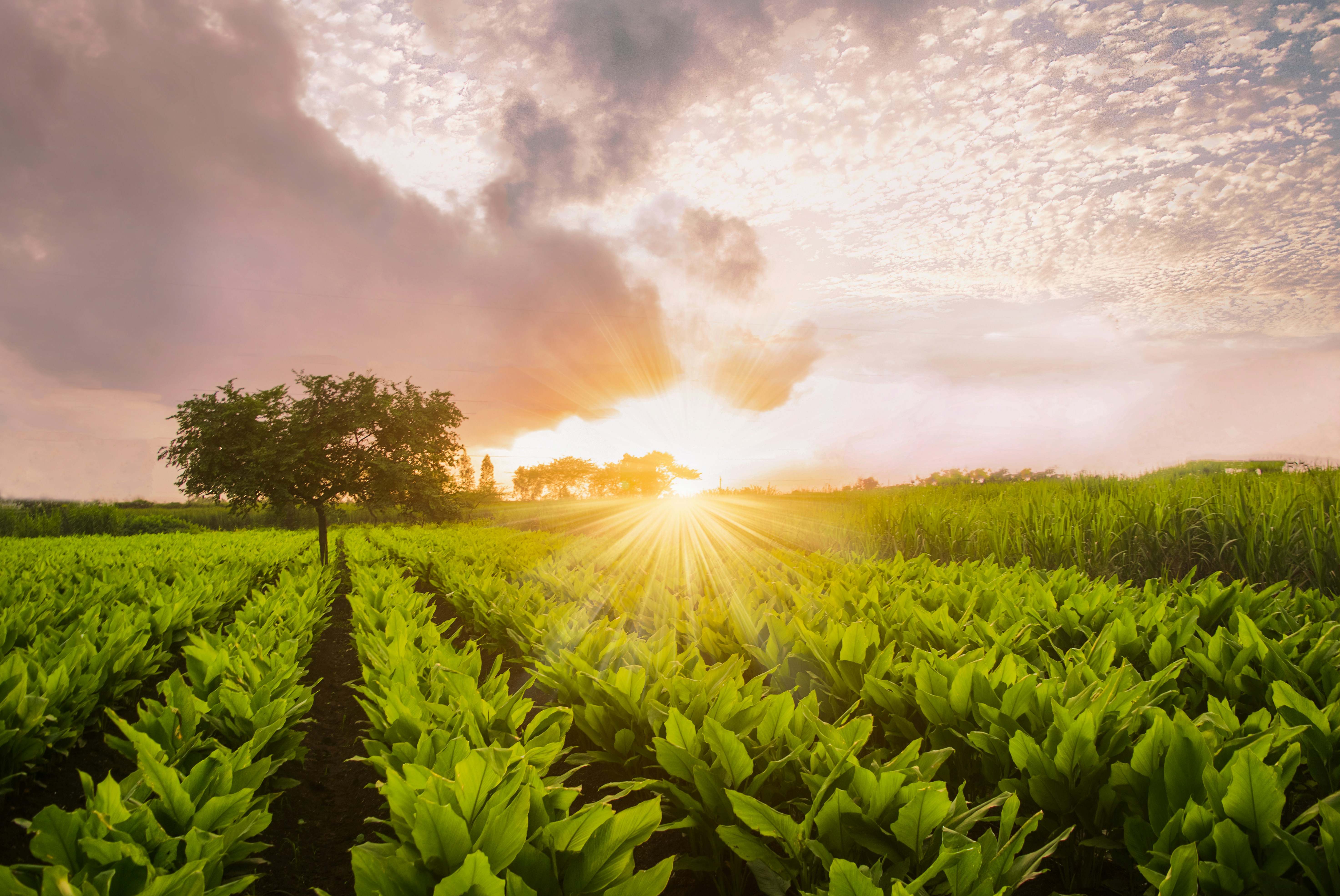 Sunset casting warm light over lush green fields with a solitary tree and dramatic clouds.