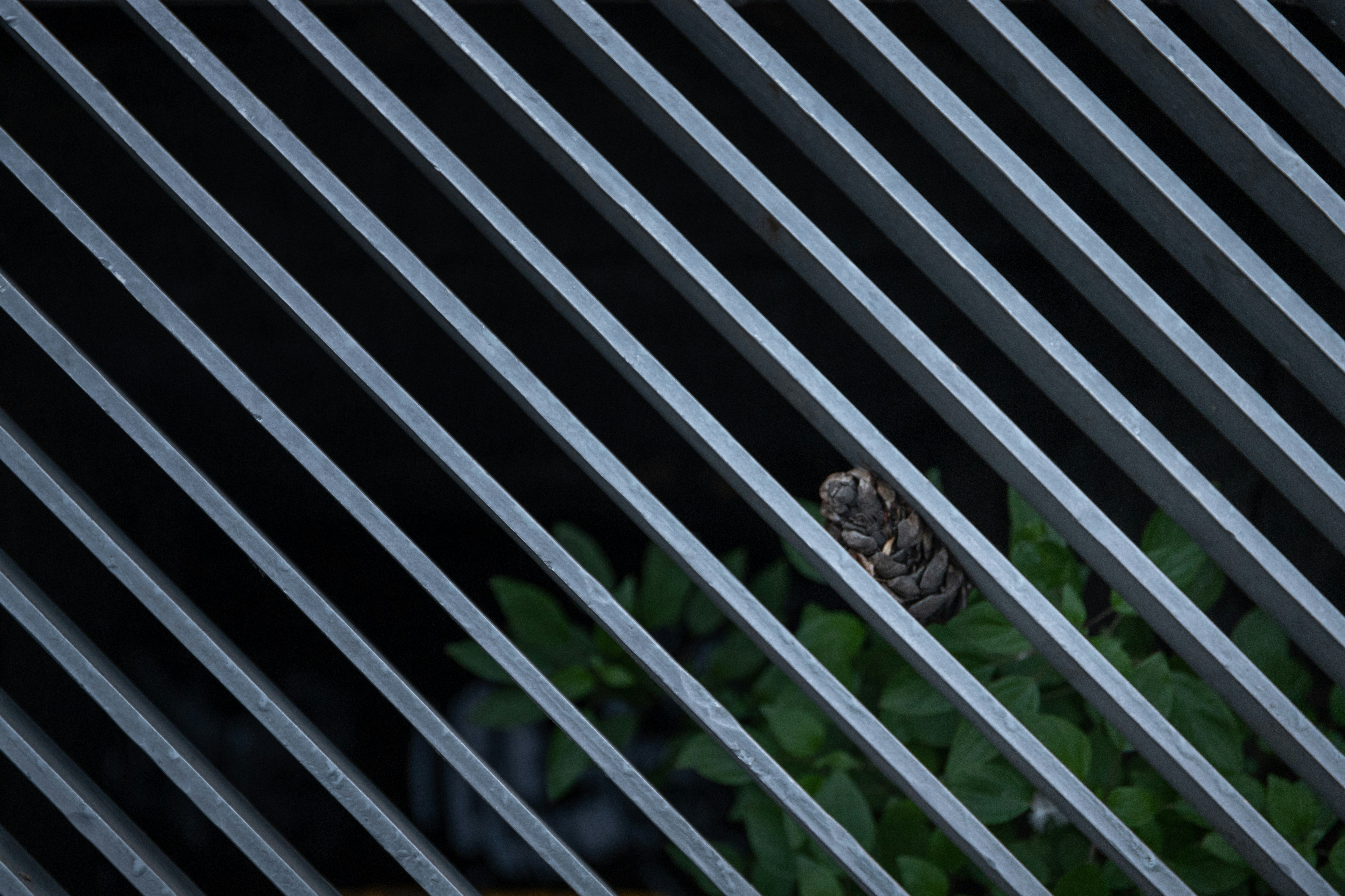 Pinecone Between Rails: A Quiet Moment in a Steel Lattice