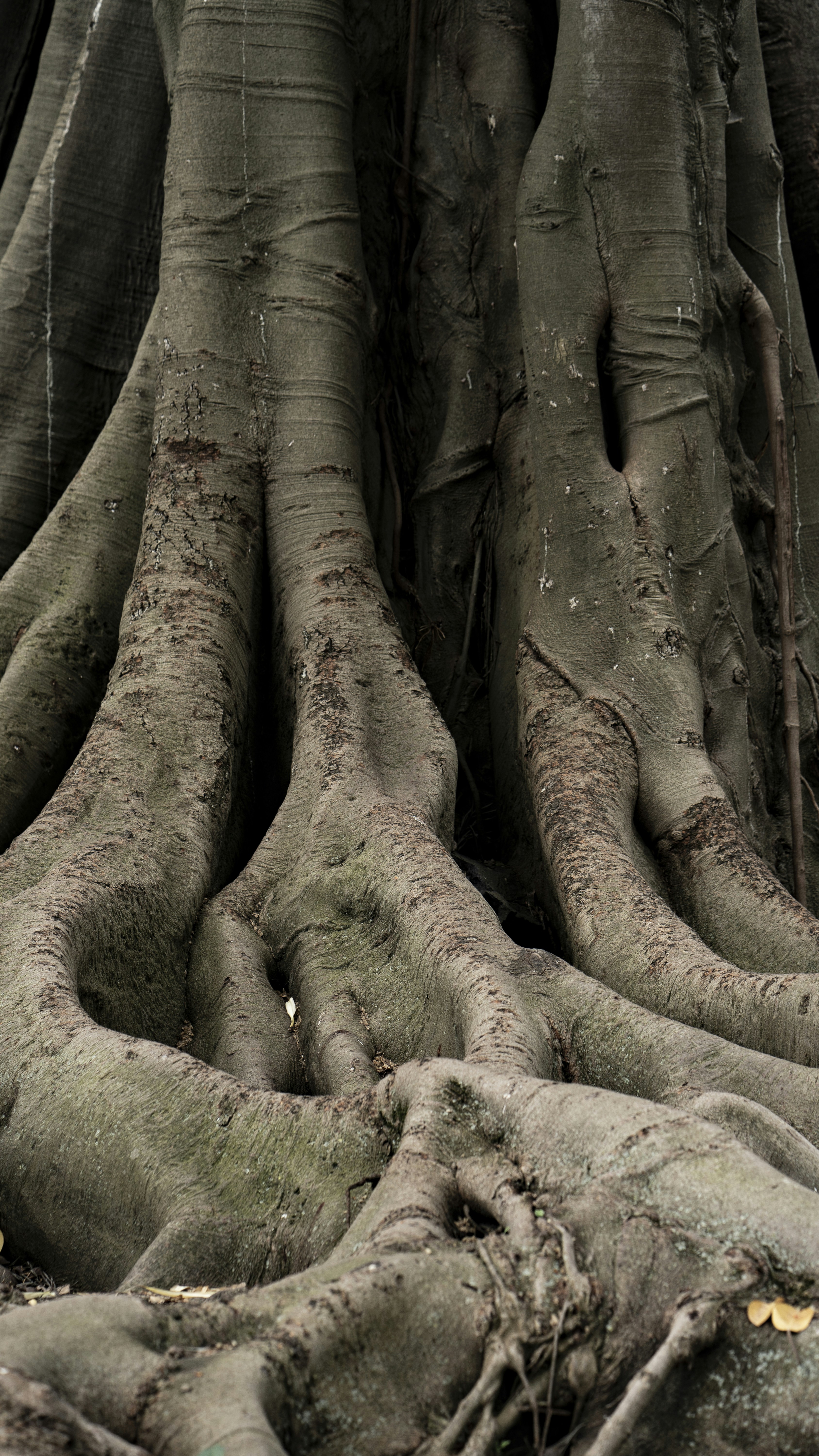 ROOTS | 12 best free root, plant, grey and outdoor photos on Unsplash
