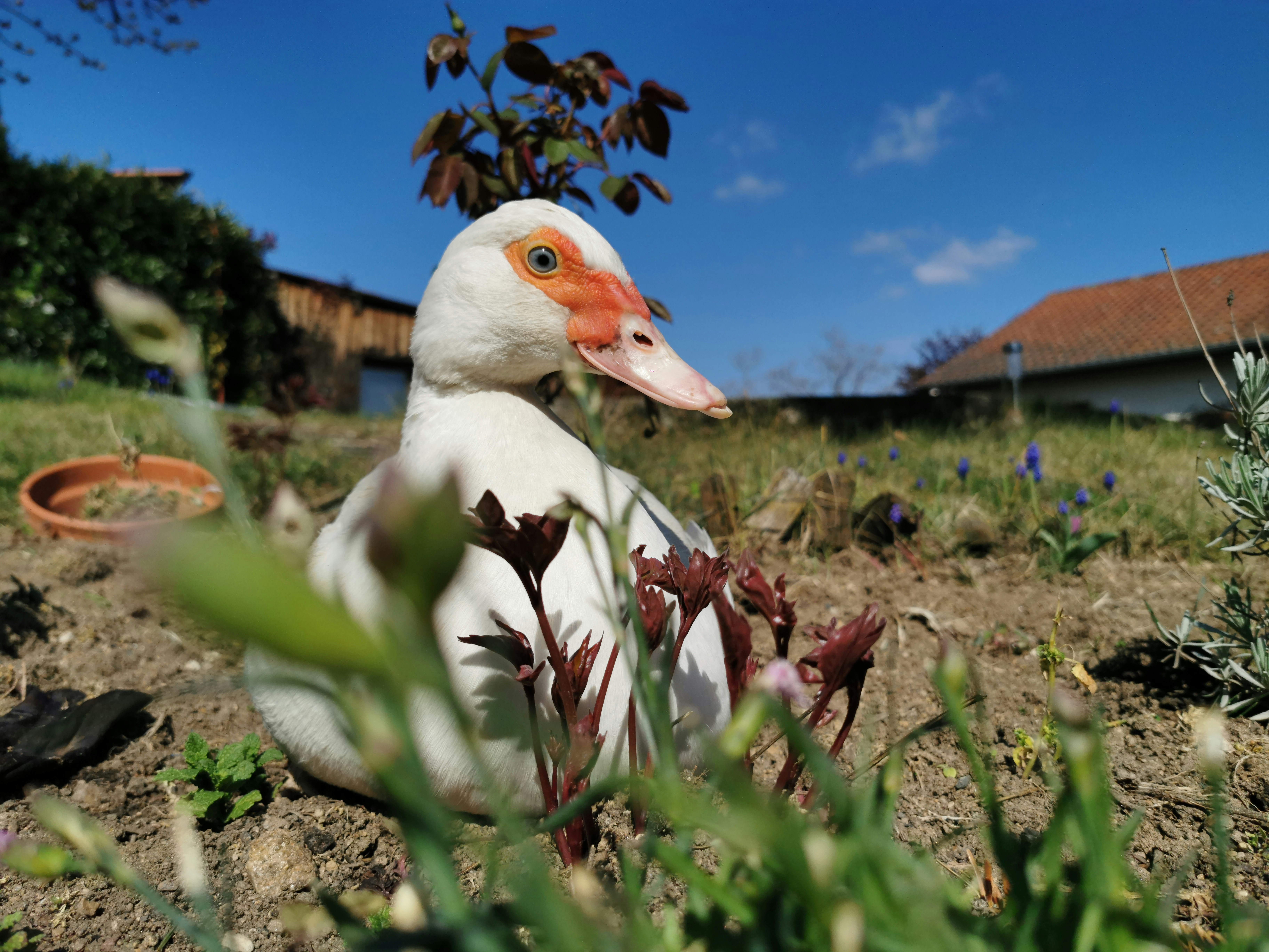 A white duck nestled among vibrant flowers in a sunny garden, showcasing the harmony of nature. The scene captures a moment of tranquility and beauty.