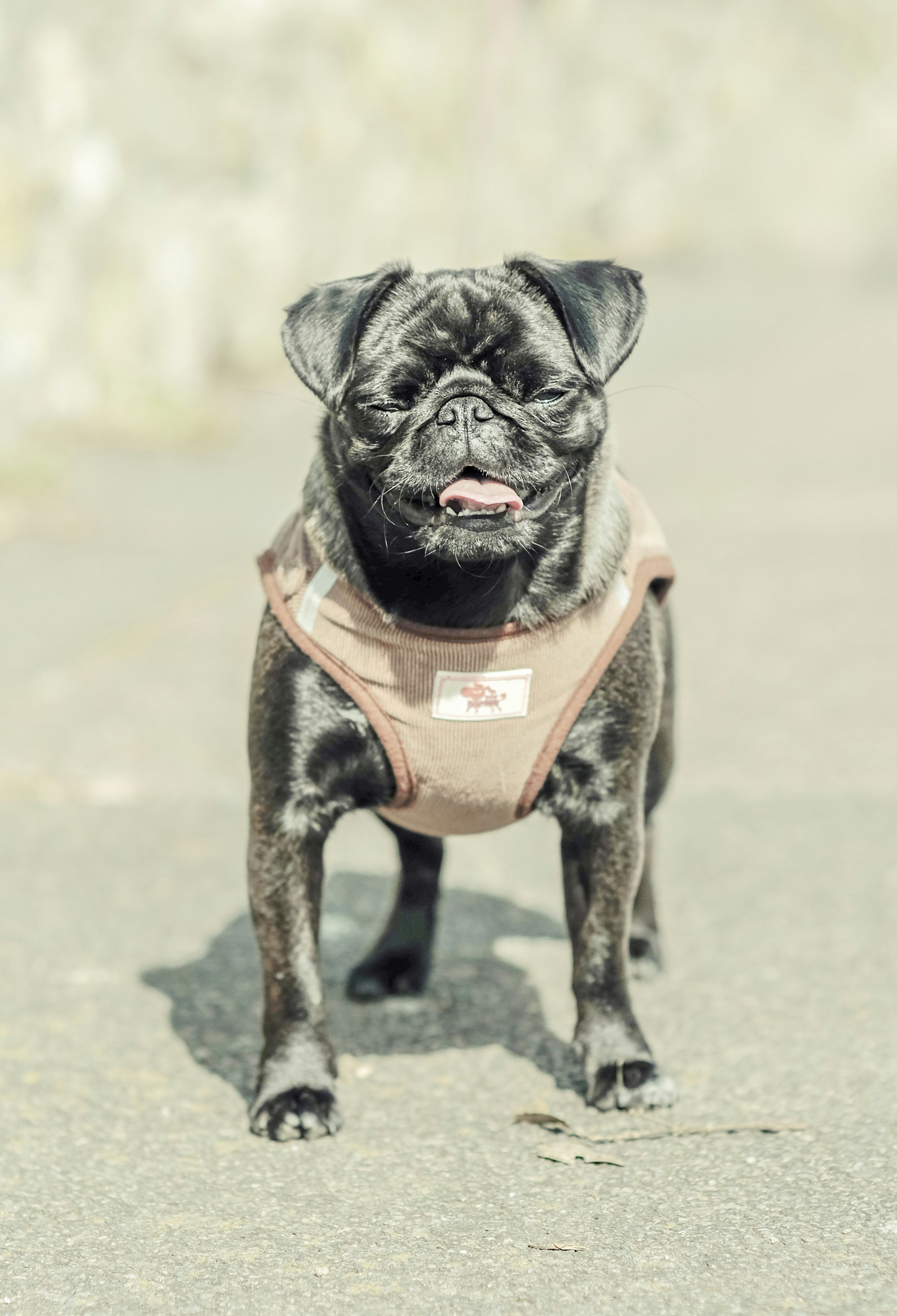 Black pug wearing a brown harness stands on a sunlit sidewalk.