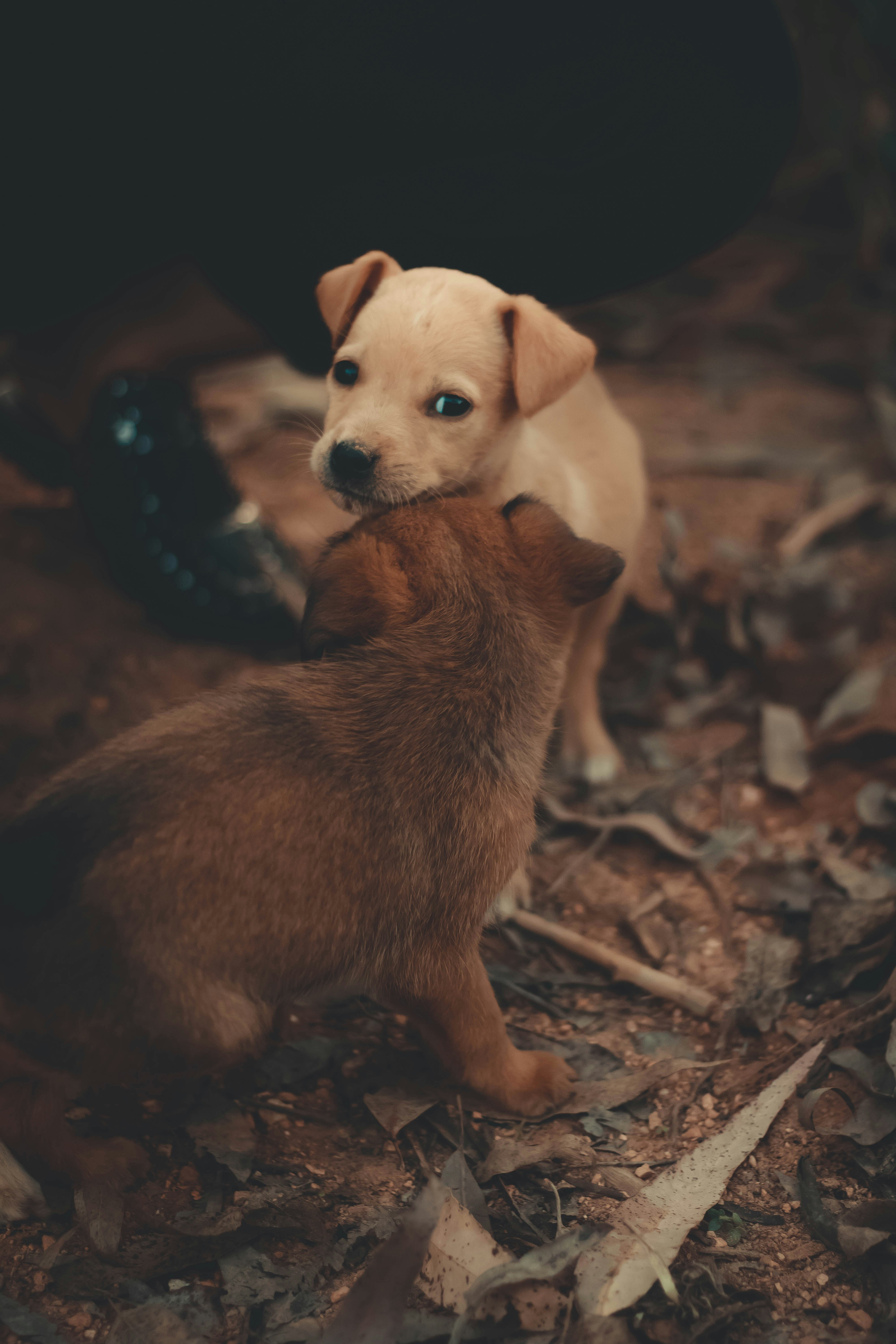 Cream-Colored Pup Meets Brown Companion in a Quiet Leaf-Litter Moment