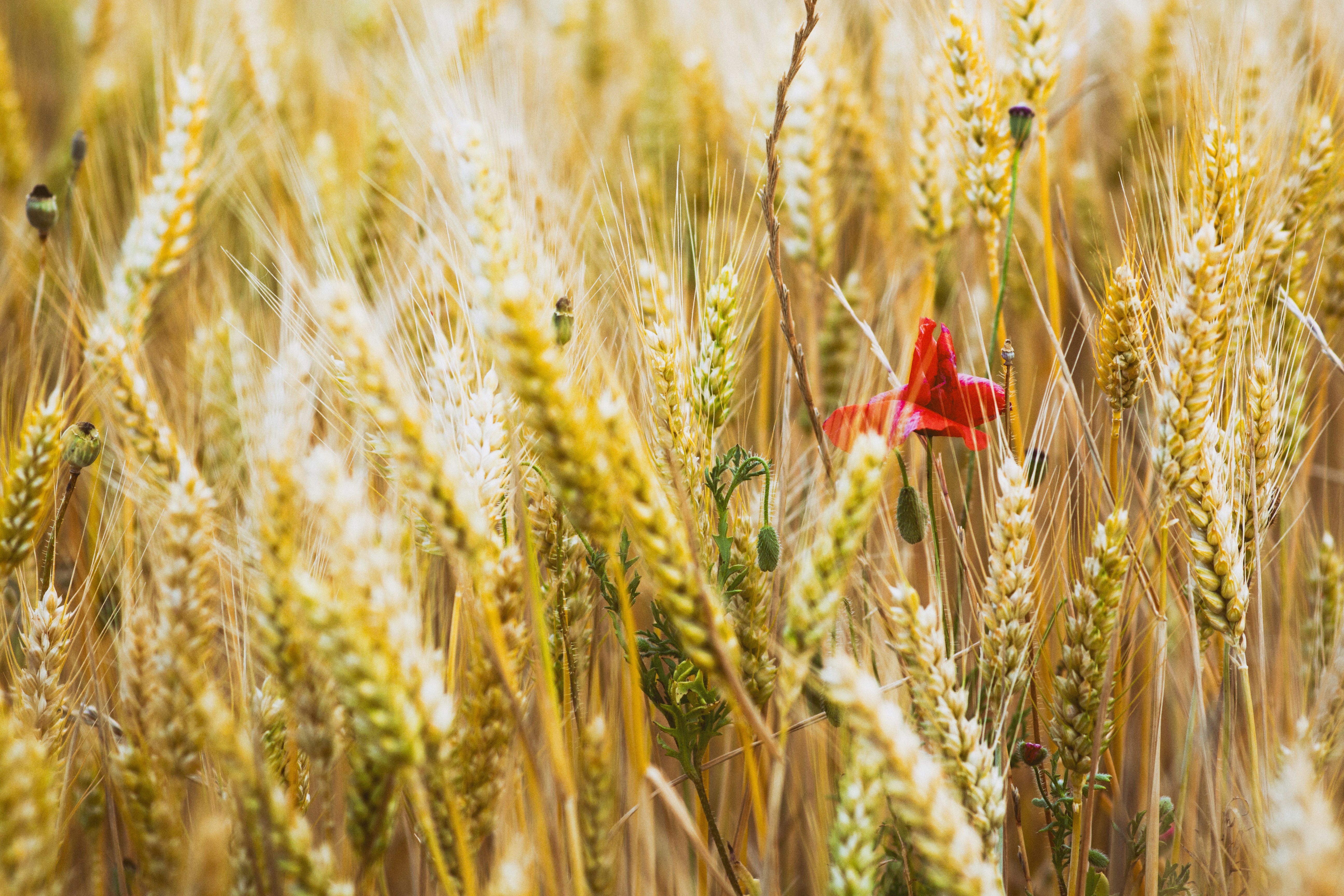 Crimson Bloom Amid Golden Stalks