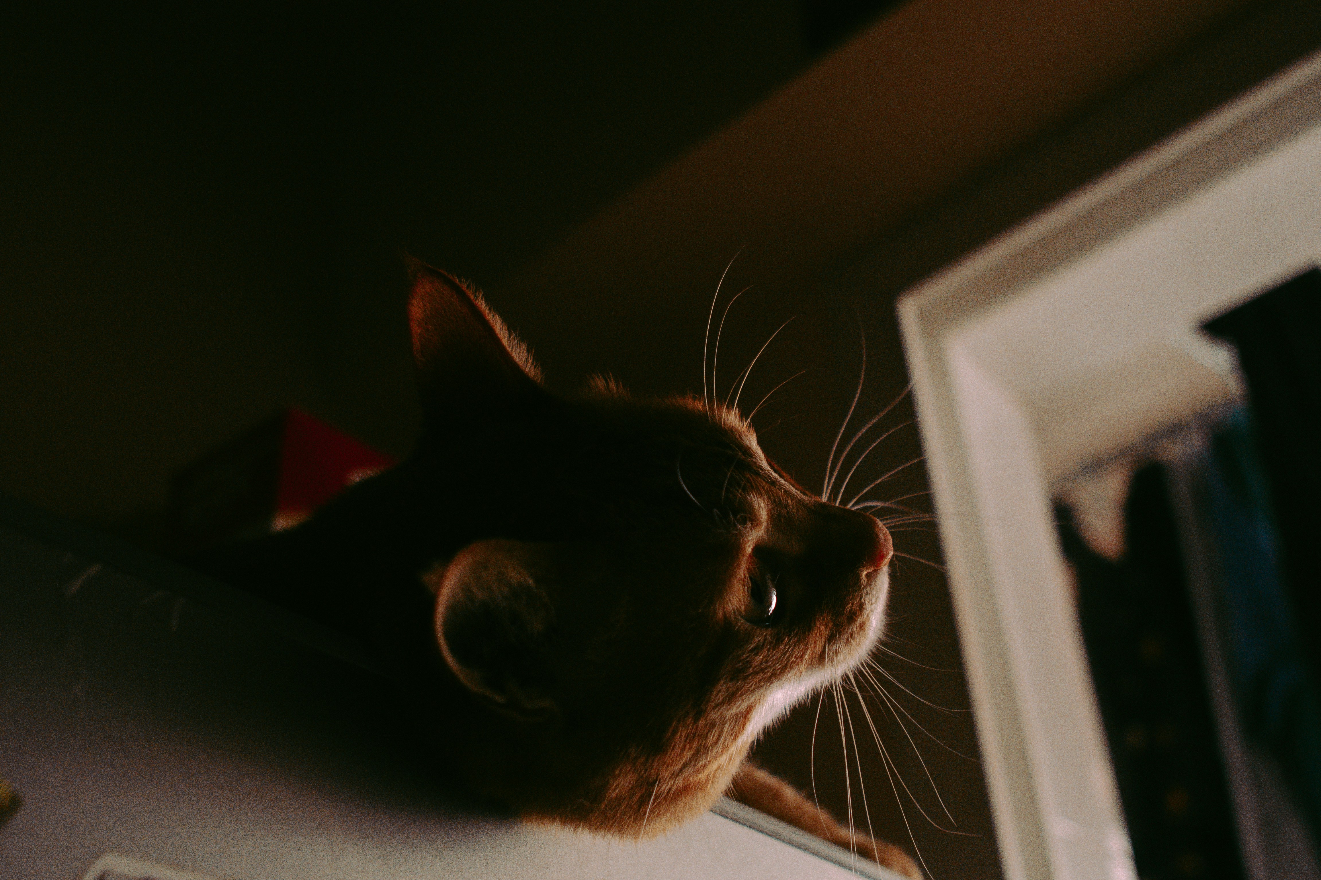 Cat's profile in a dimly lit indoor corner, whiskers catching soft light as it gazes toward an open doorway.