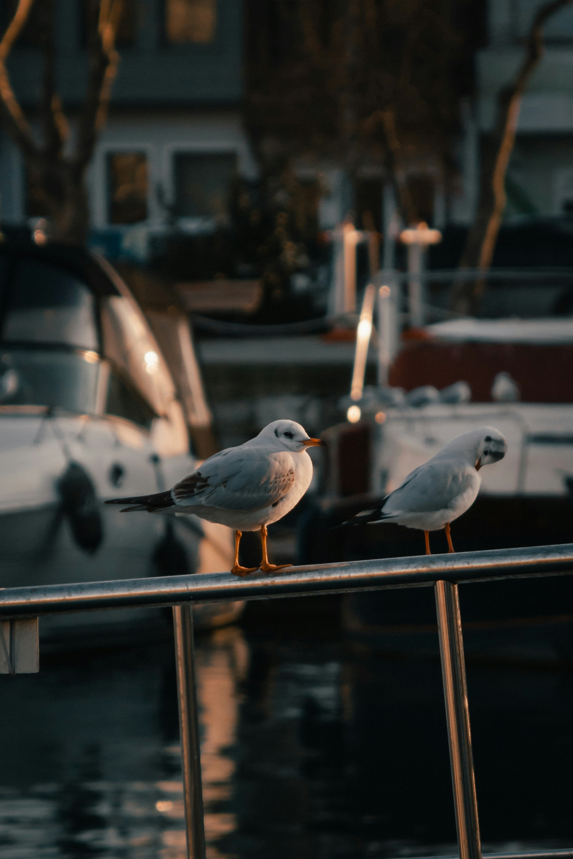 Dusk Portrait: Two Seagulls Perched Along the Marina Rail