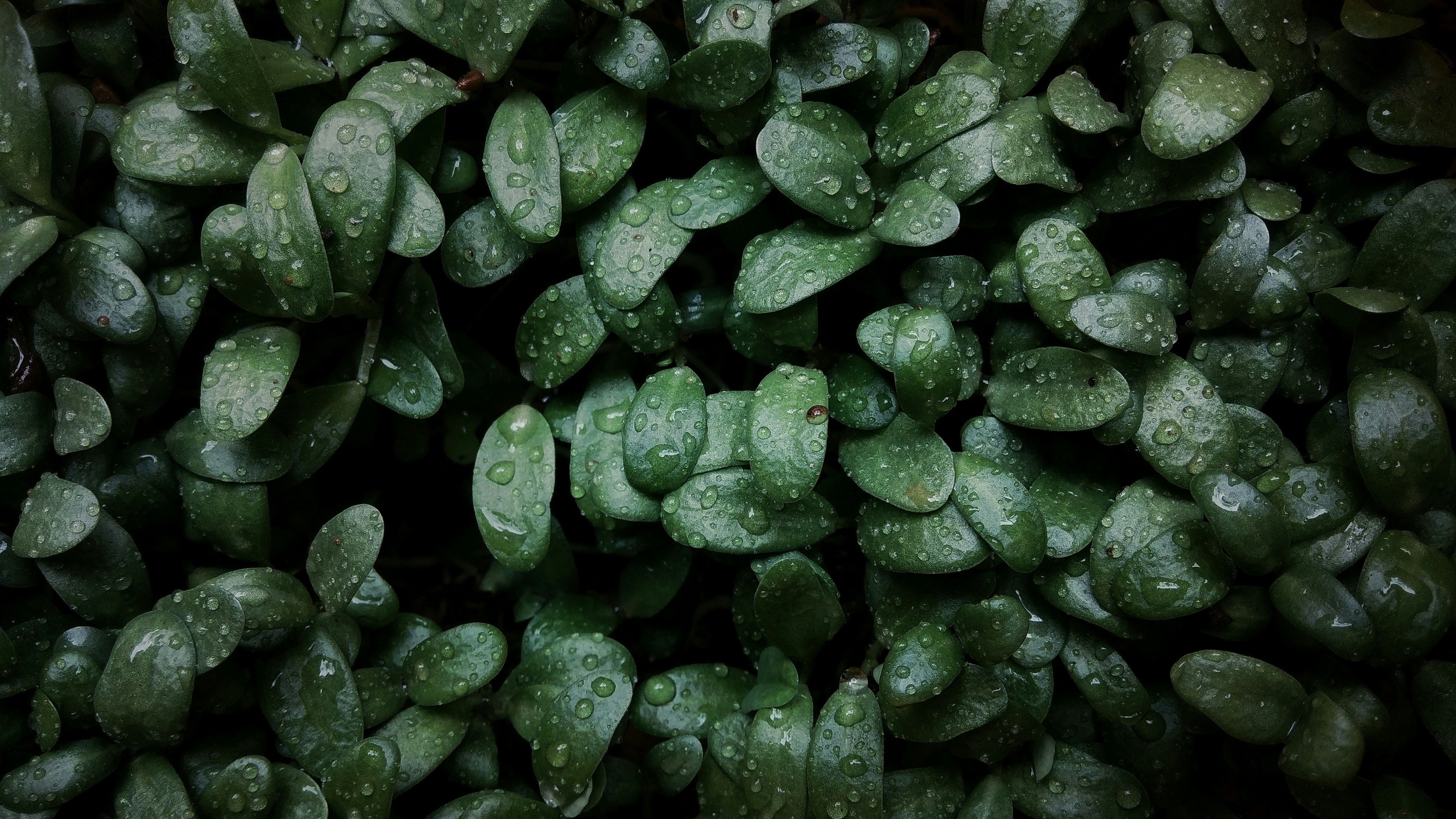 Close-up photograph of dew-speckled jade-green succulent leaves forming a dense carpet. The water droplets highlight texture and leaf curvature.