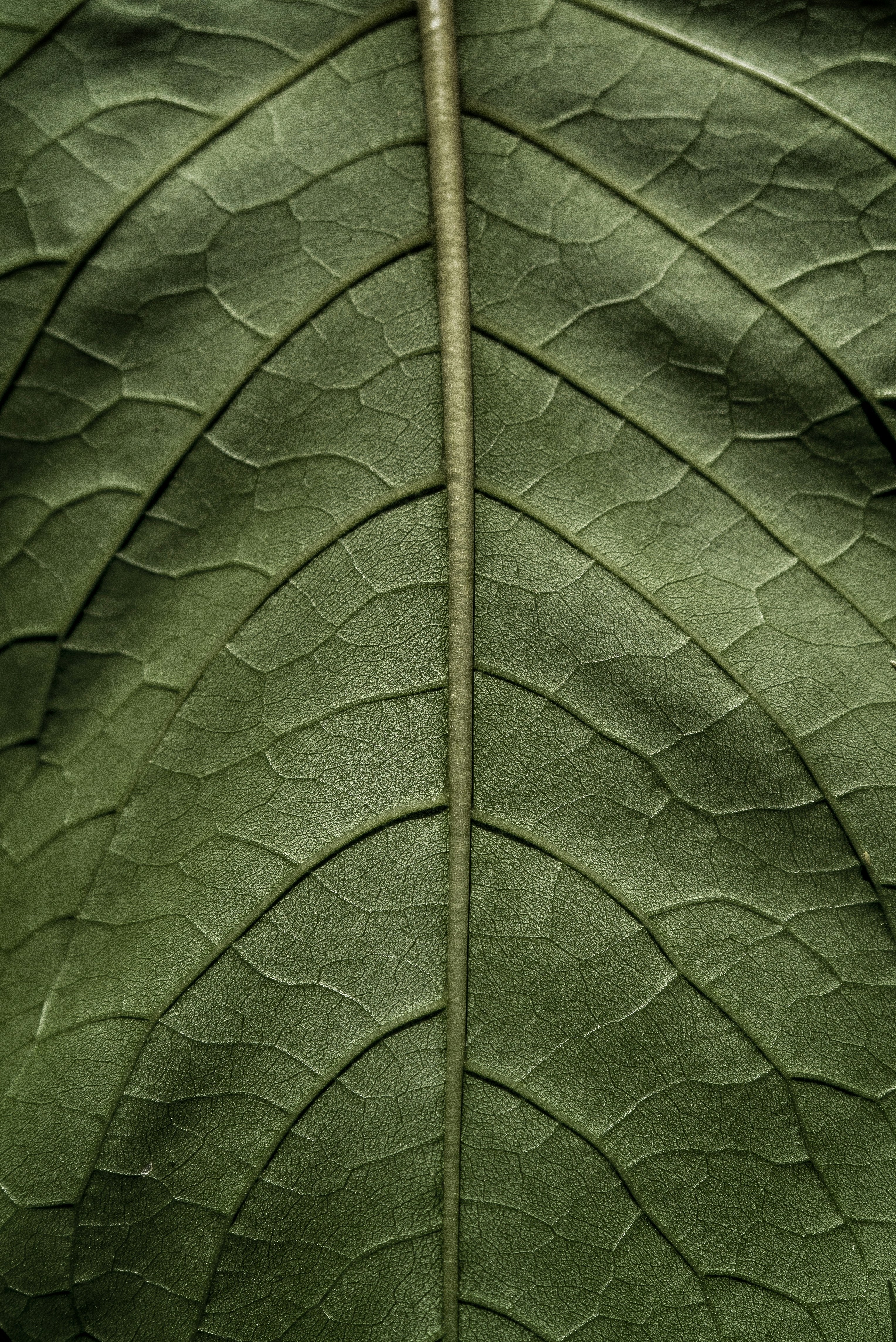 Close-up of a green leaf showcasing its intricate vein patterns and texture. The natural details highlight the leaf's structure and vitality.