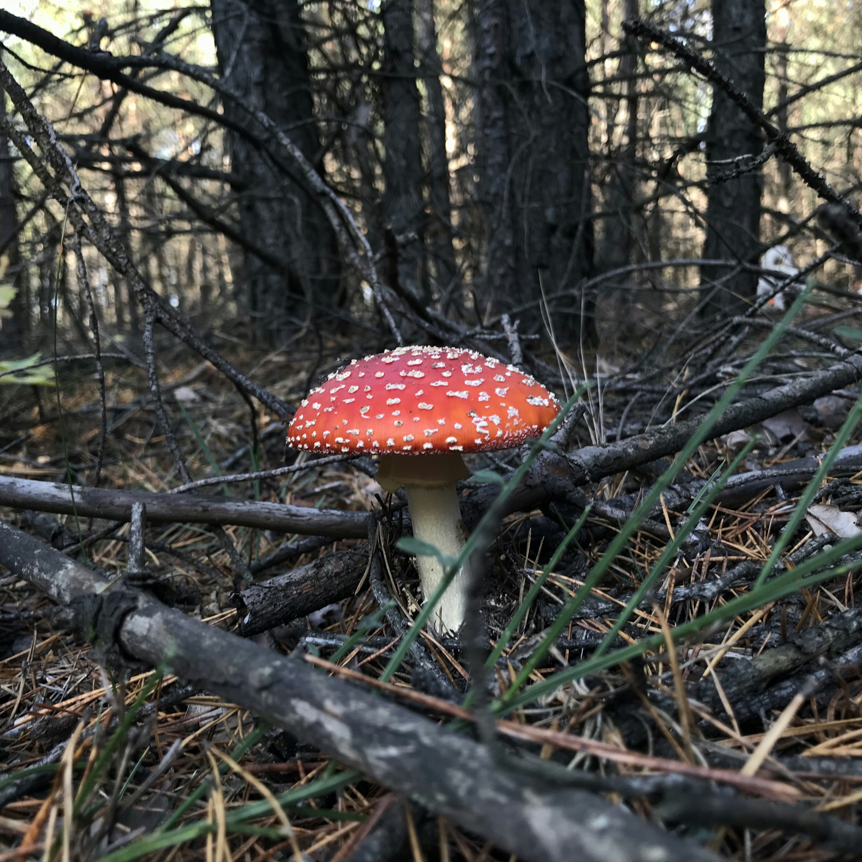 Scarlet Amanita Rising Among Pine Needles