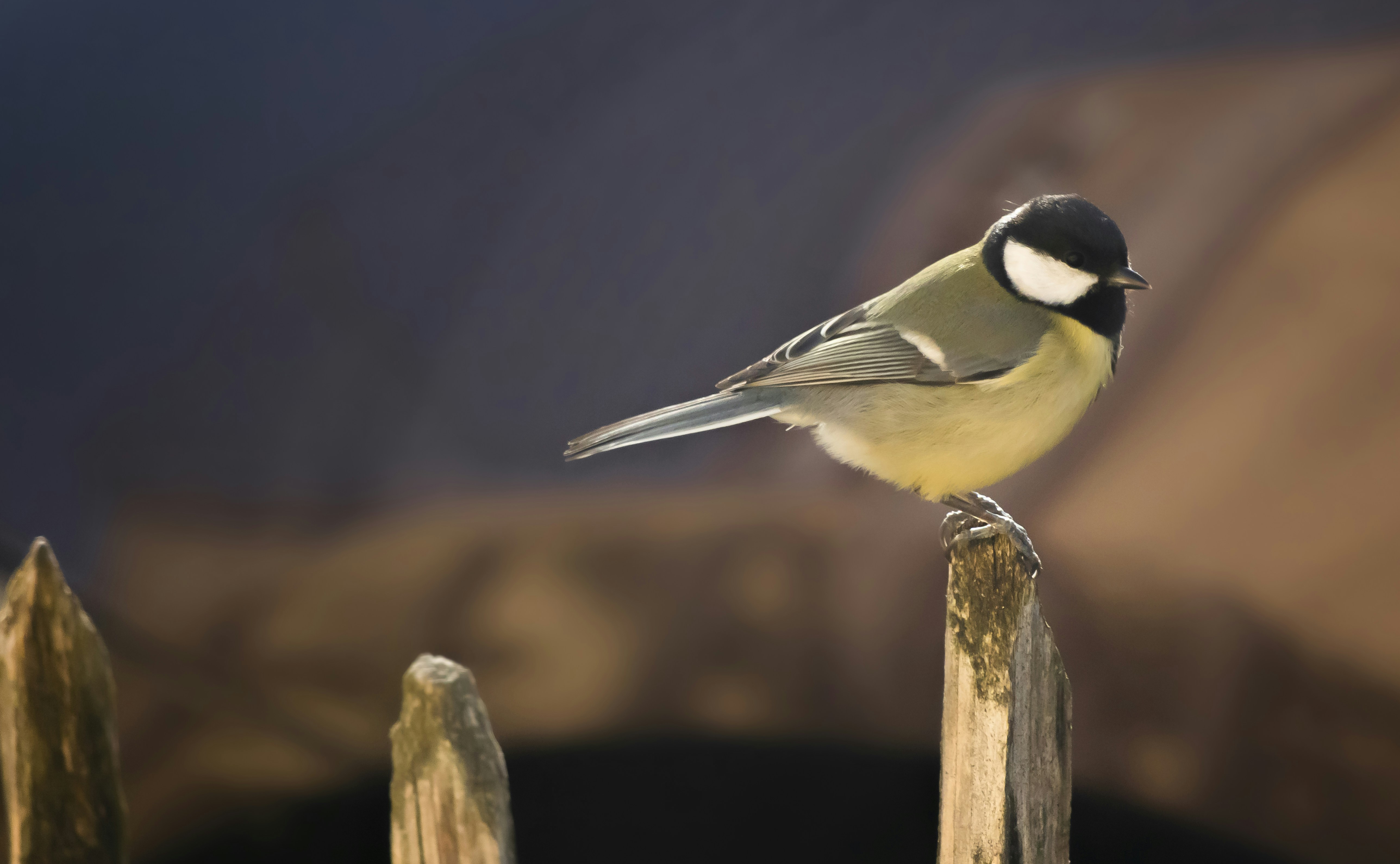 Songbird Sentinel on Weathered Fence Post