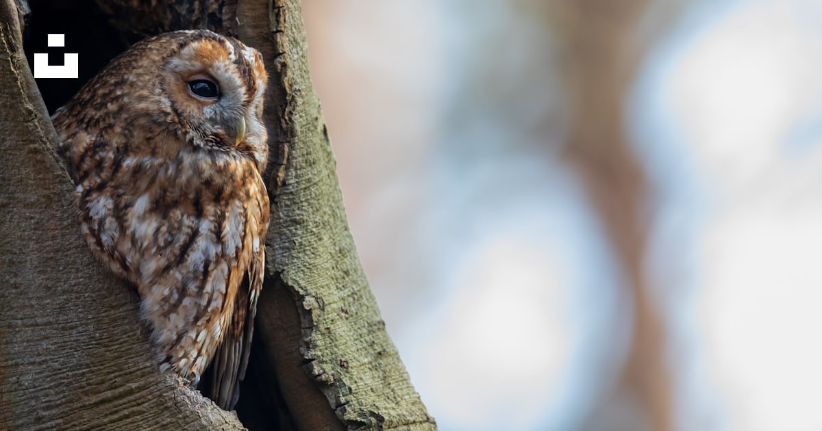 日中に茶色の木の枝にとまる茶色のフクロウの写真 Unsplashの無料オランダ写真