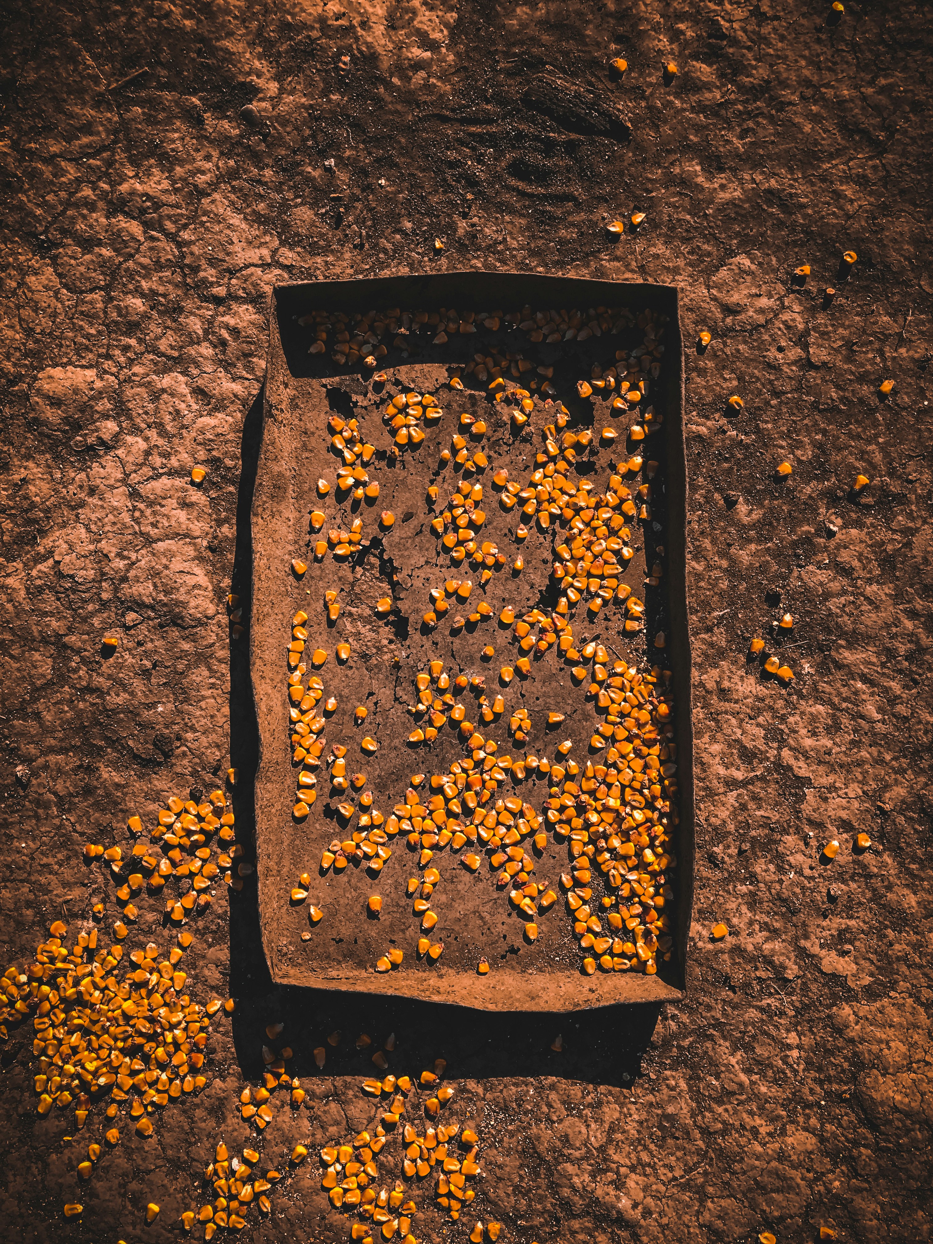 A weathered tray scattered with golden corn kernels, resting on a textured surface, evoking a sense of agricultural nostalgia.