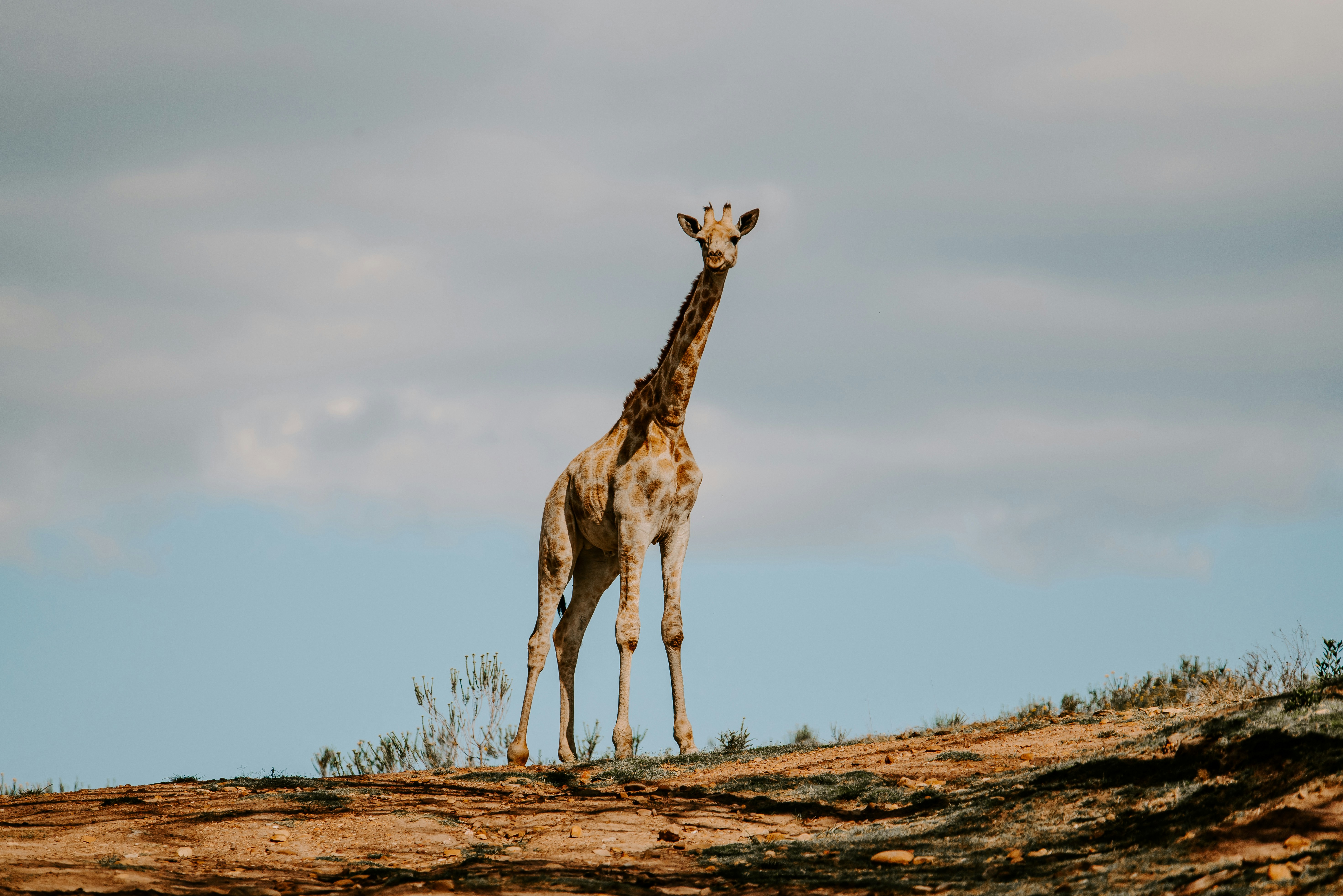 Giraffe on the Ridge: Quiet Dignity Against an Open Sky