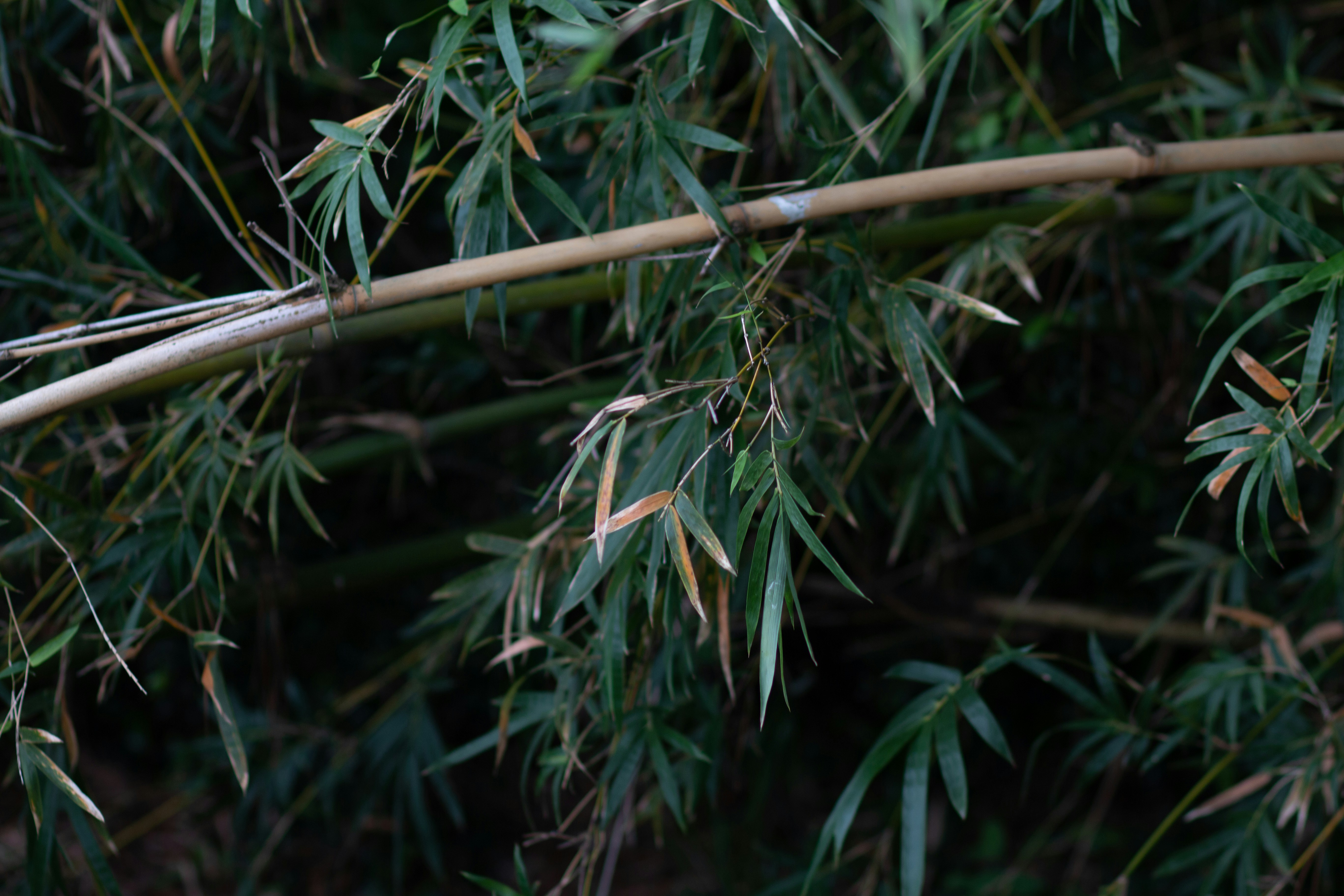 Diagonals of Silence: Close-Up Bamboo Leaves in Shadow