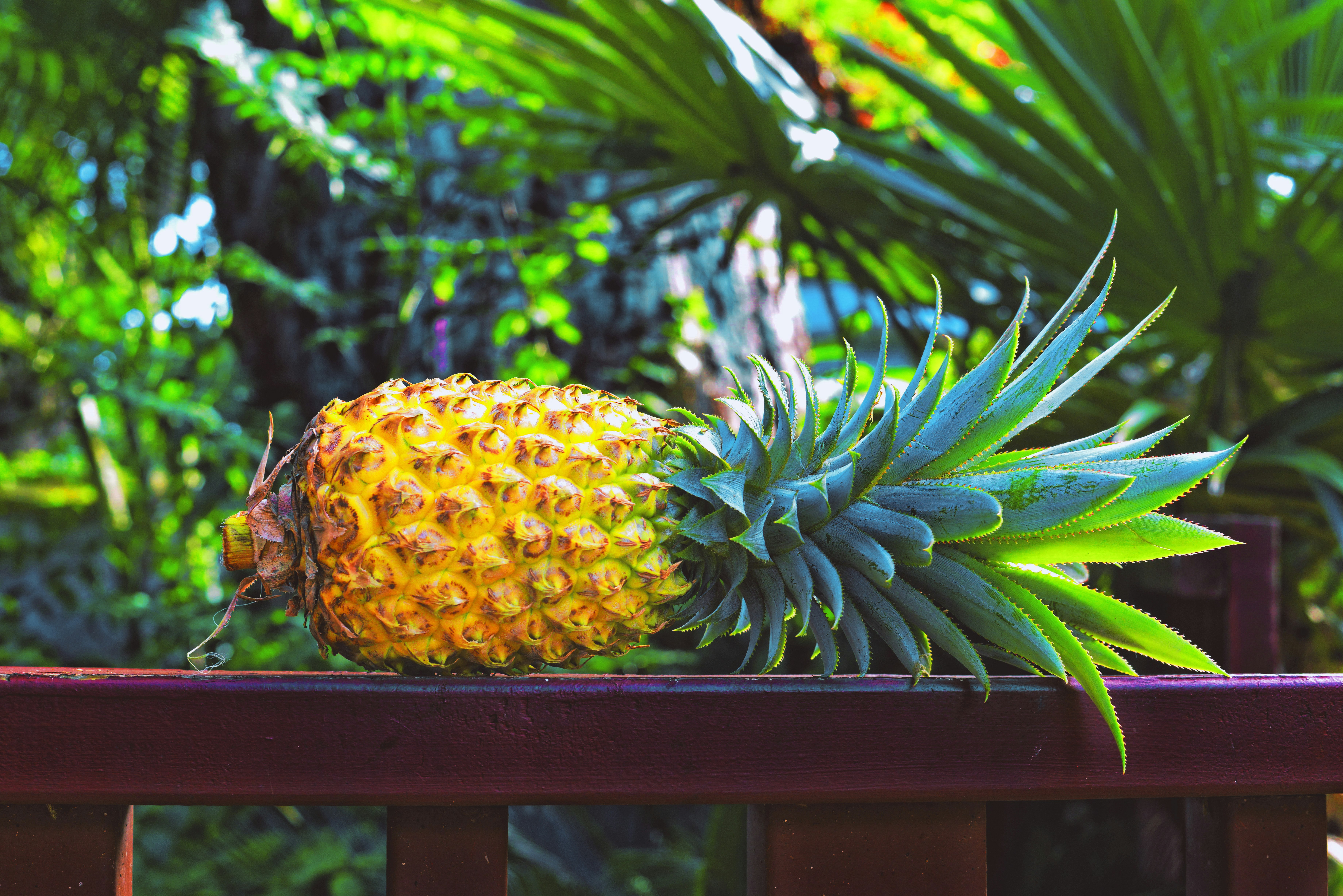 A ripe pineapple resting on a wooden railing, surrounded by vibrant tropical foliage. The lush greenery provides a vivid backdrop that enhances the fruit's natural colors.