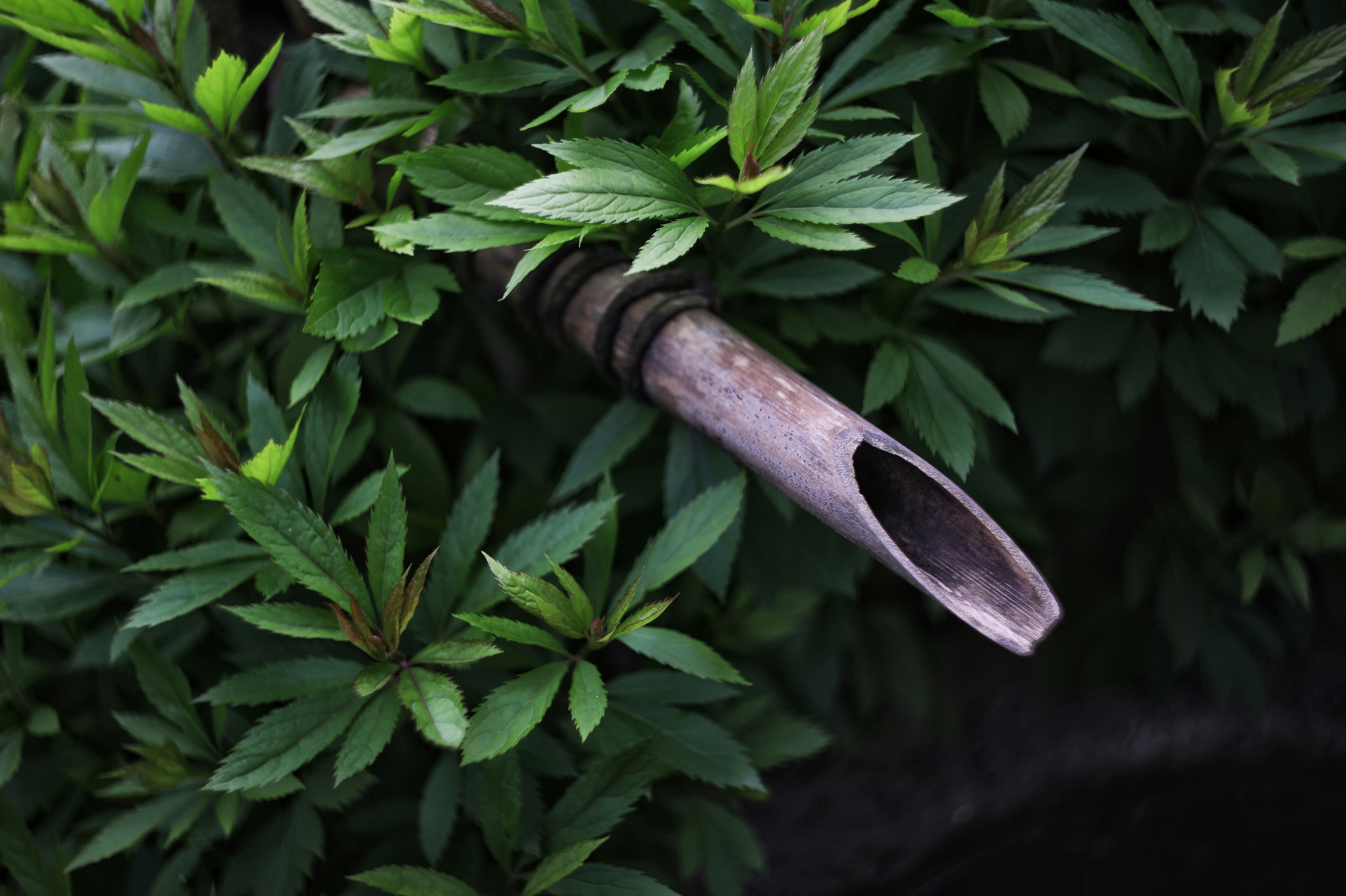 Hollow Bamboo Tip Framed by Dense Green Foliage