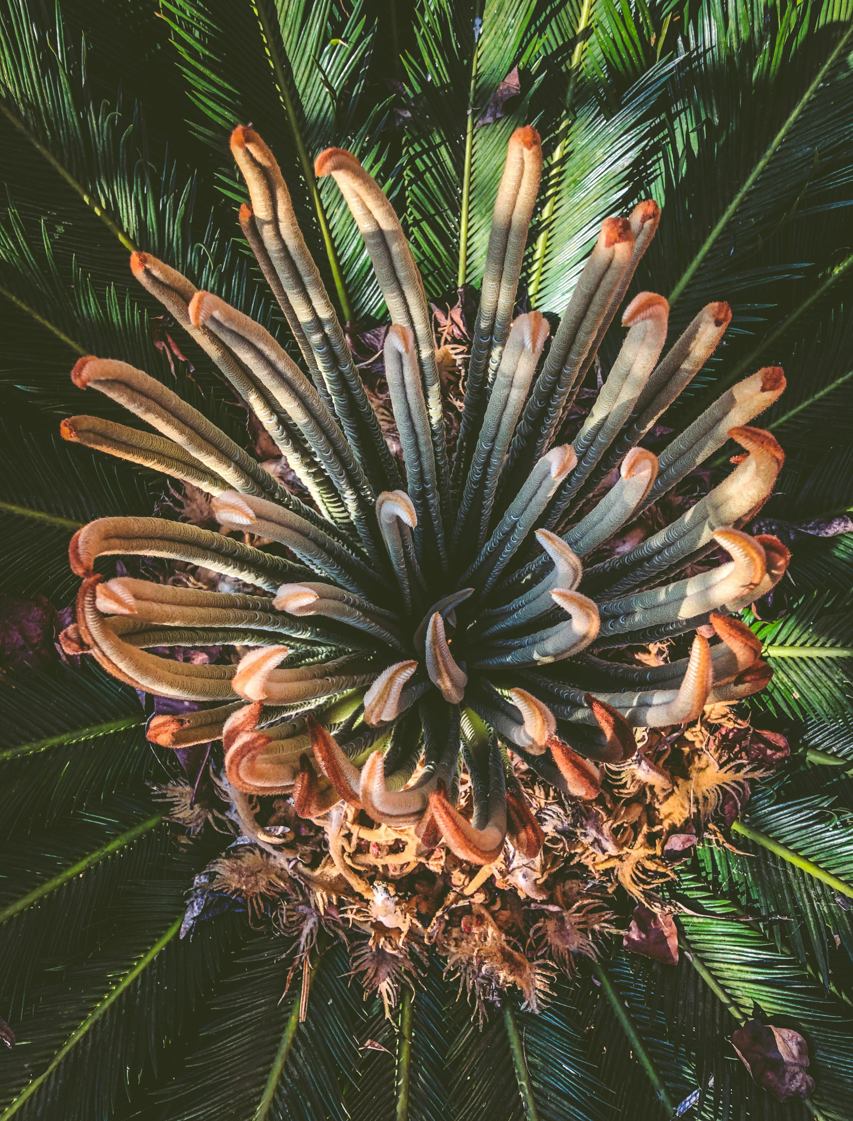Nature's Spiral: The Art of Growth