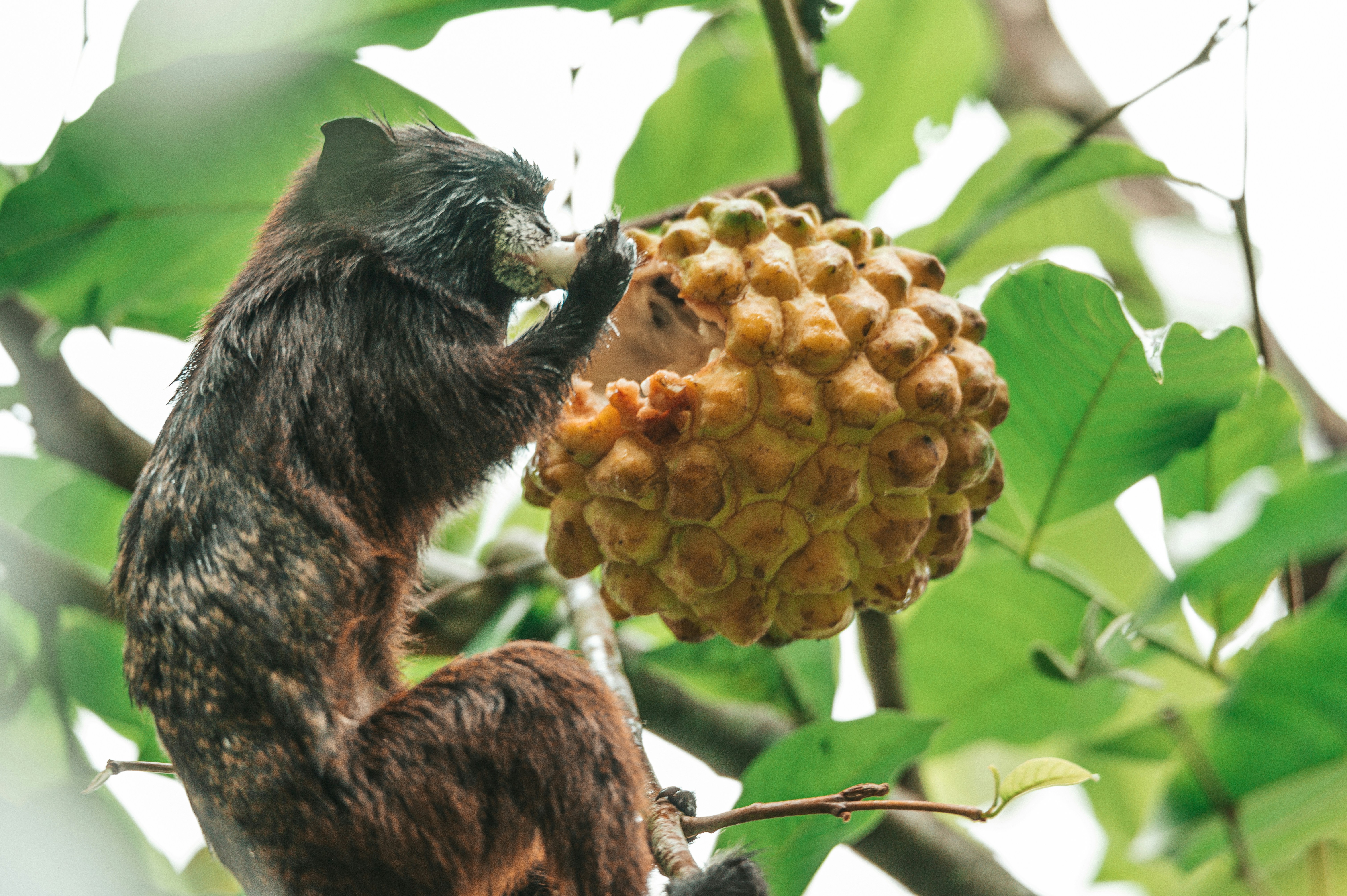 Branch-side Feast: A Dark Forager Nibbles a Spiky Breadfruit