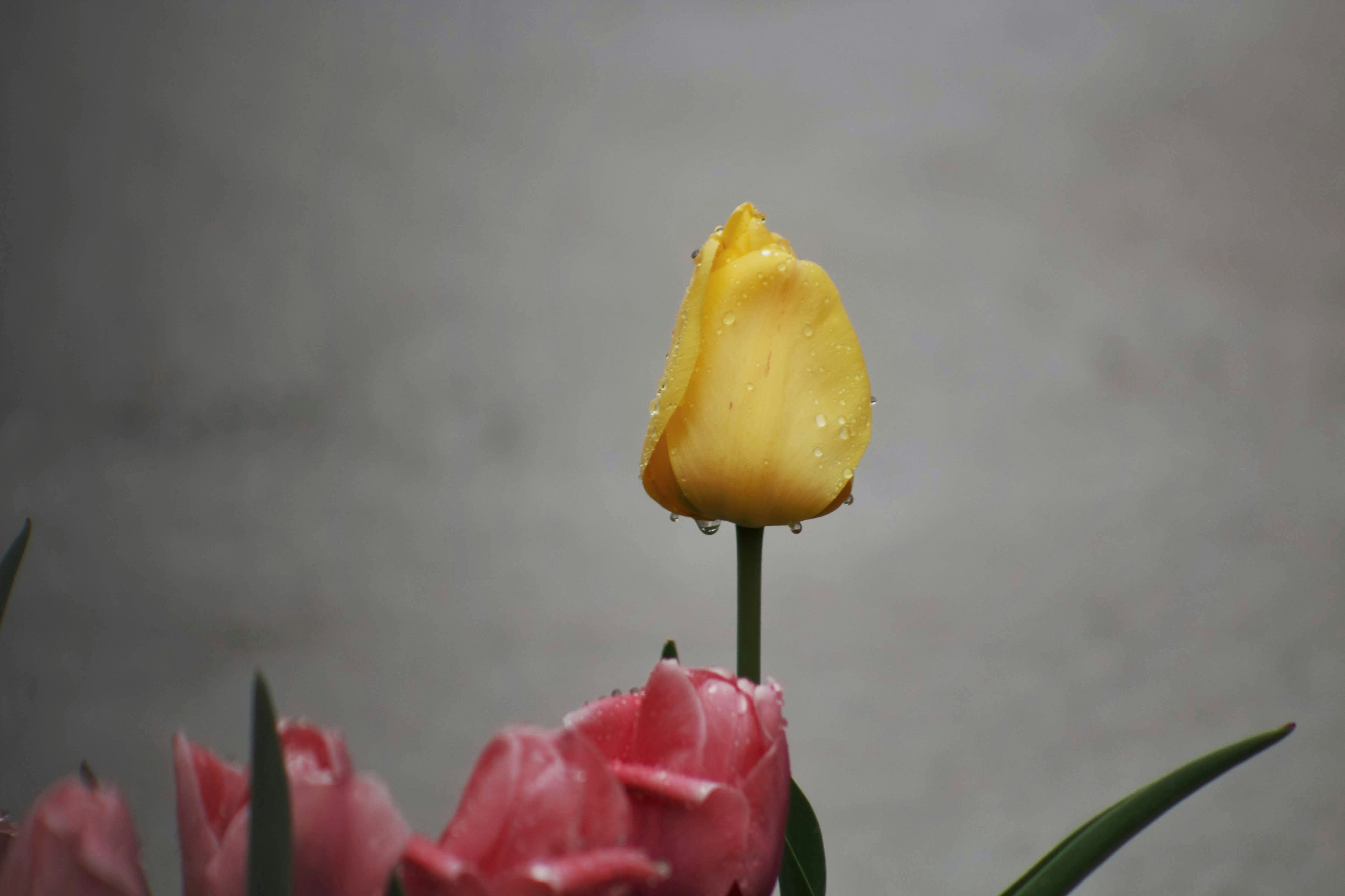 A Lonely Yellow Tulip Rises Above Pink Blooms