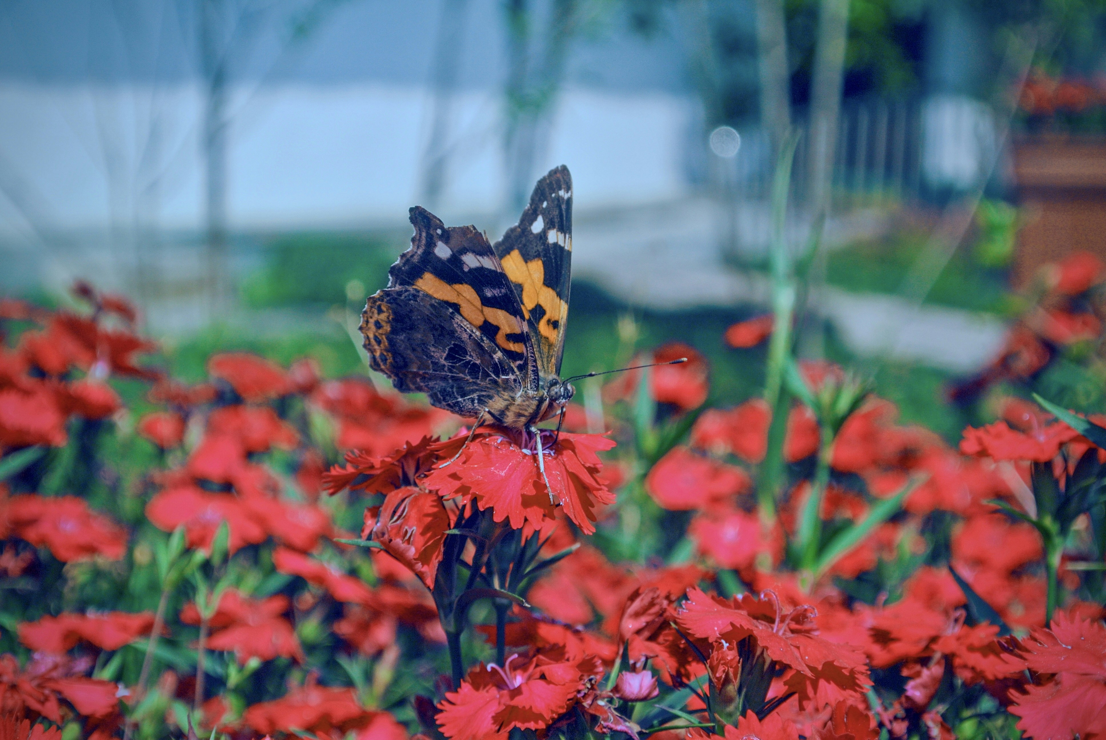 A butterfly with striking orange and black patterns rests on vibrant red flowers, showcasing the harmony of nature's colors.
