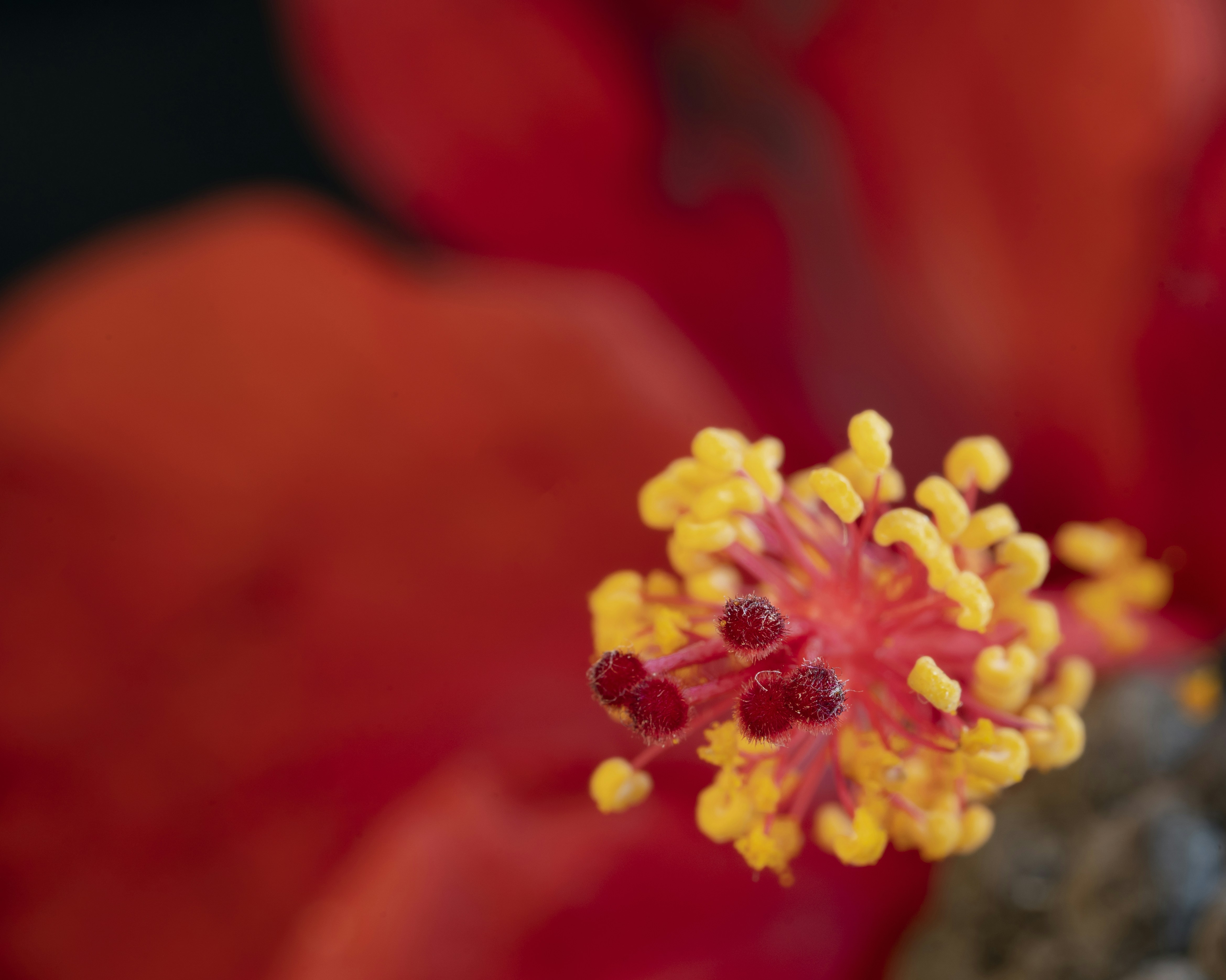 Crimson Hibiscus Stamen: A Close-Up of Golden Pollen
