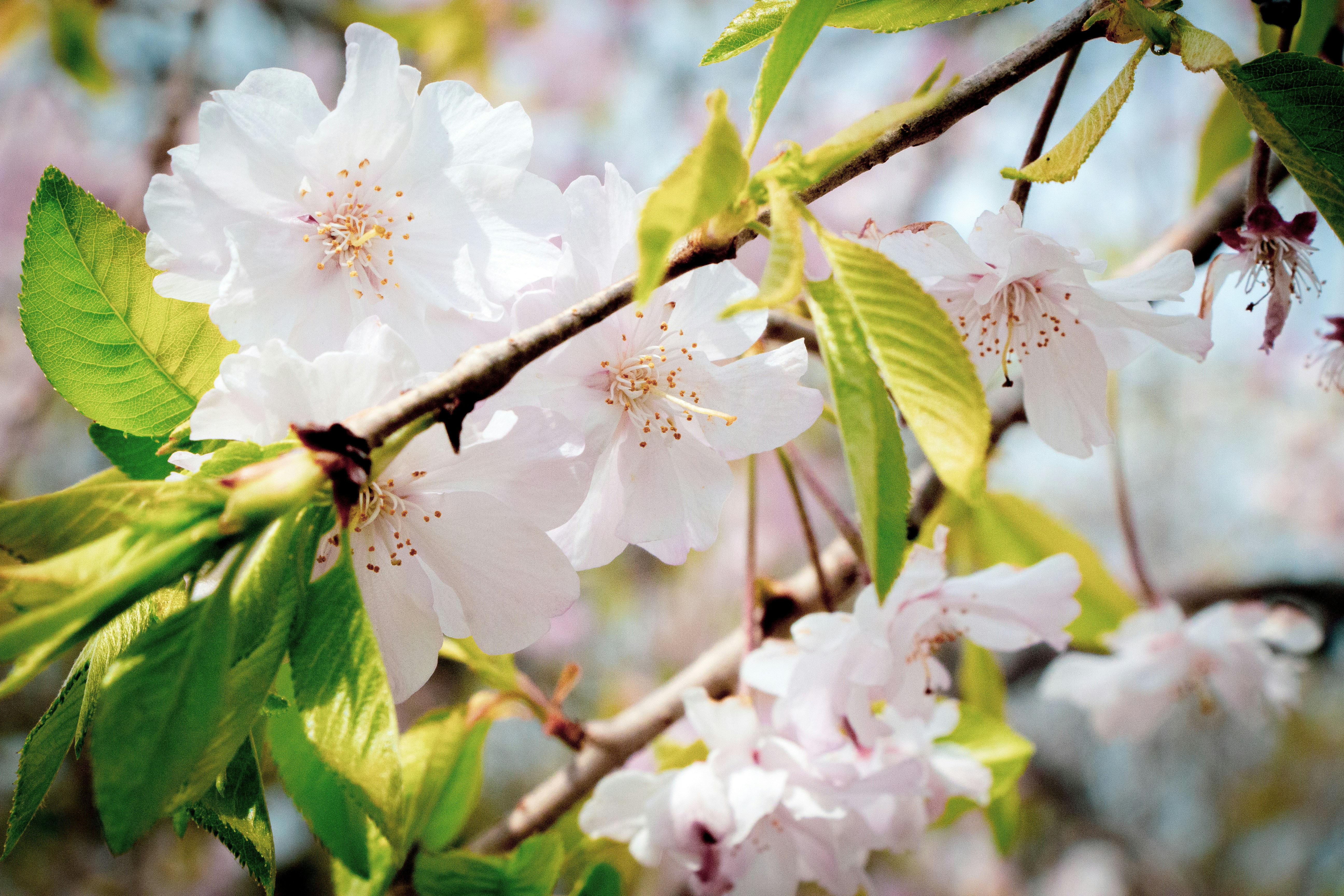 Spring in Focus: Soft Cherry Blossoms on a Sunlit Branch