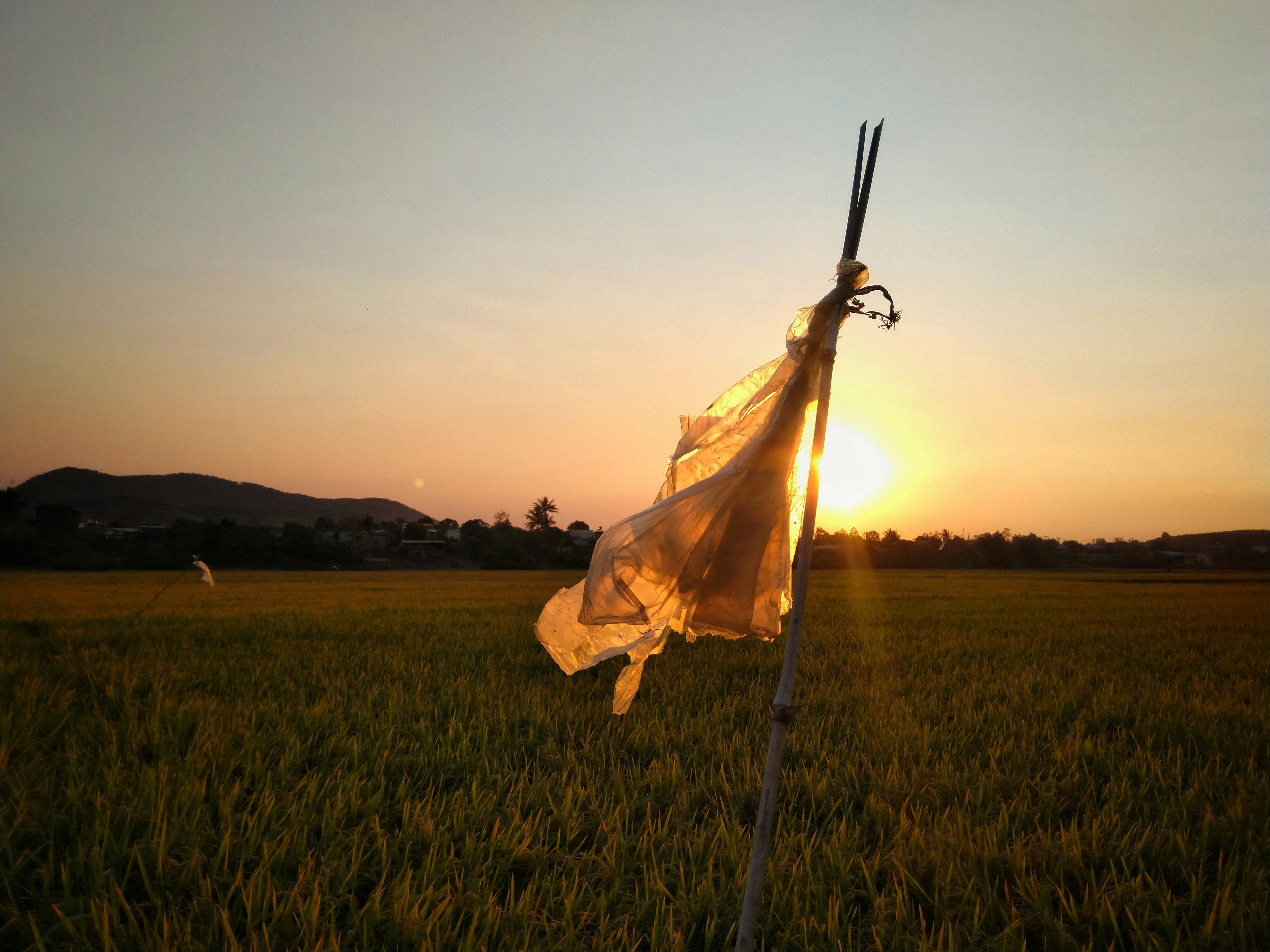 Sunset Banner Dances Over a Quiet Rice Field