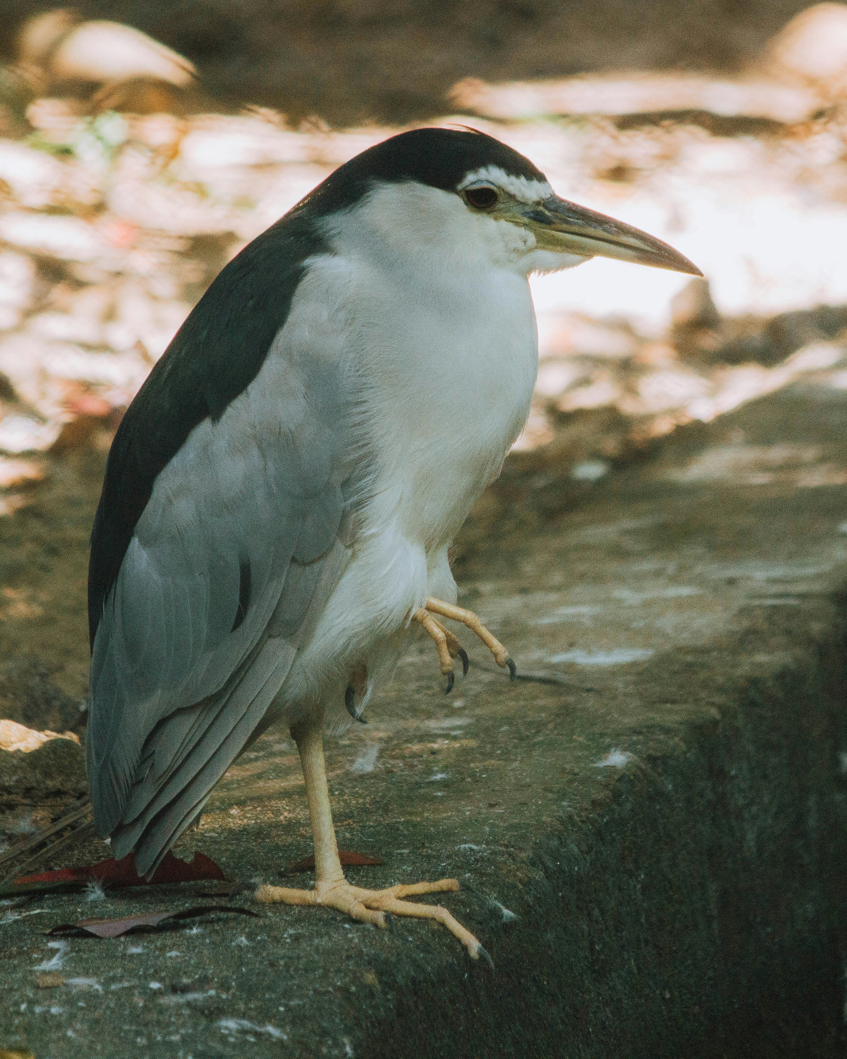 Ledge Perch: A Black-Crowned Night Heron in Soft Sunlight
