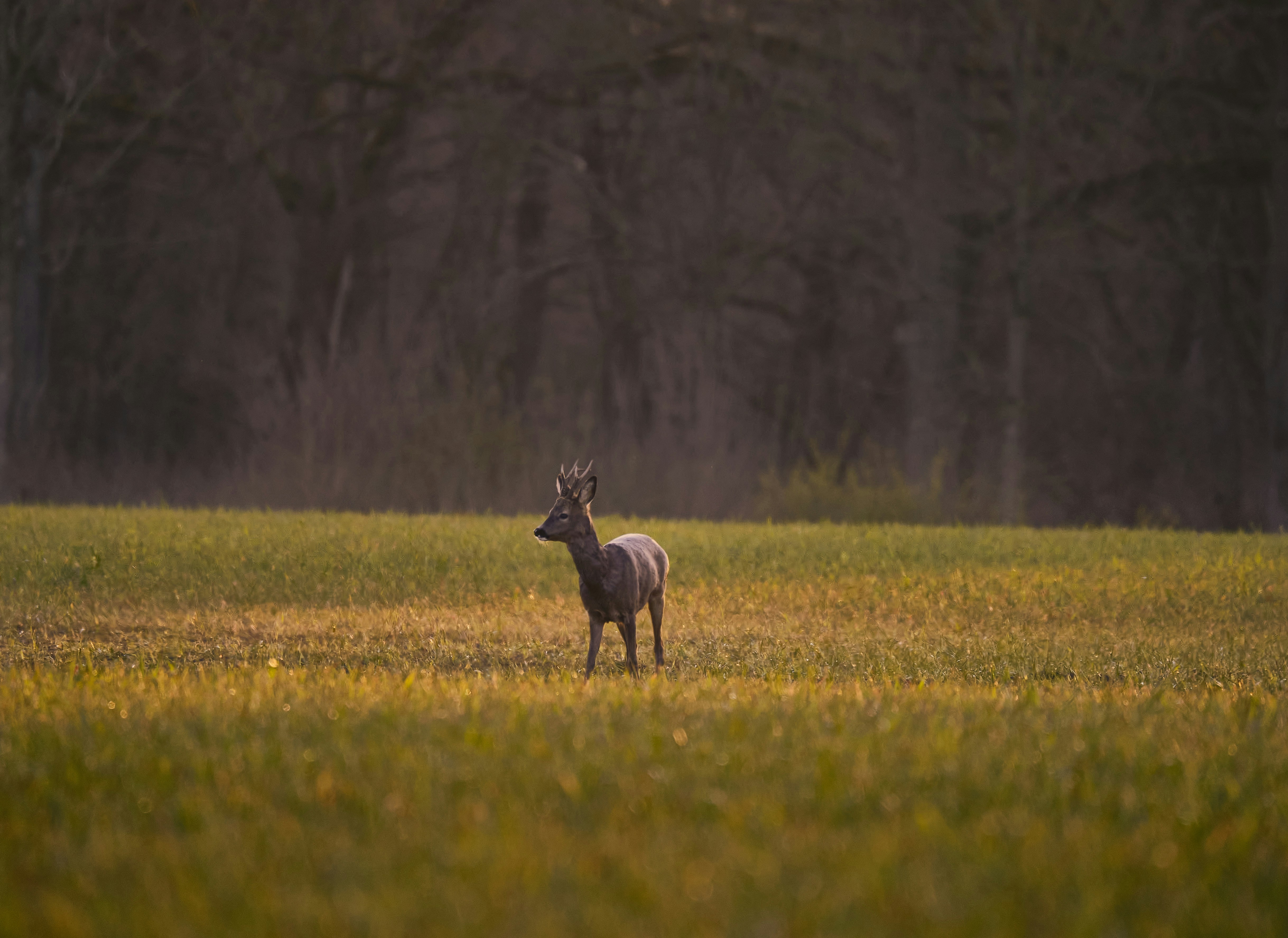 A lone stag stands gracefully in a sunlit meadow, surrounded by a soft blur of forest backdrop. The warm glow highlights its majestic antlers.