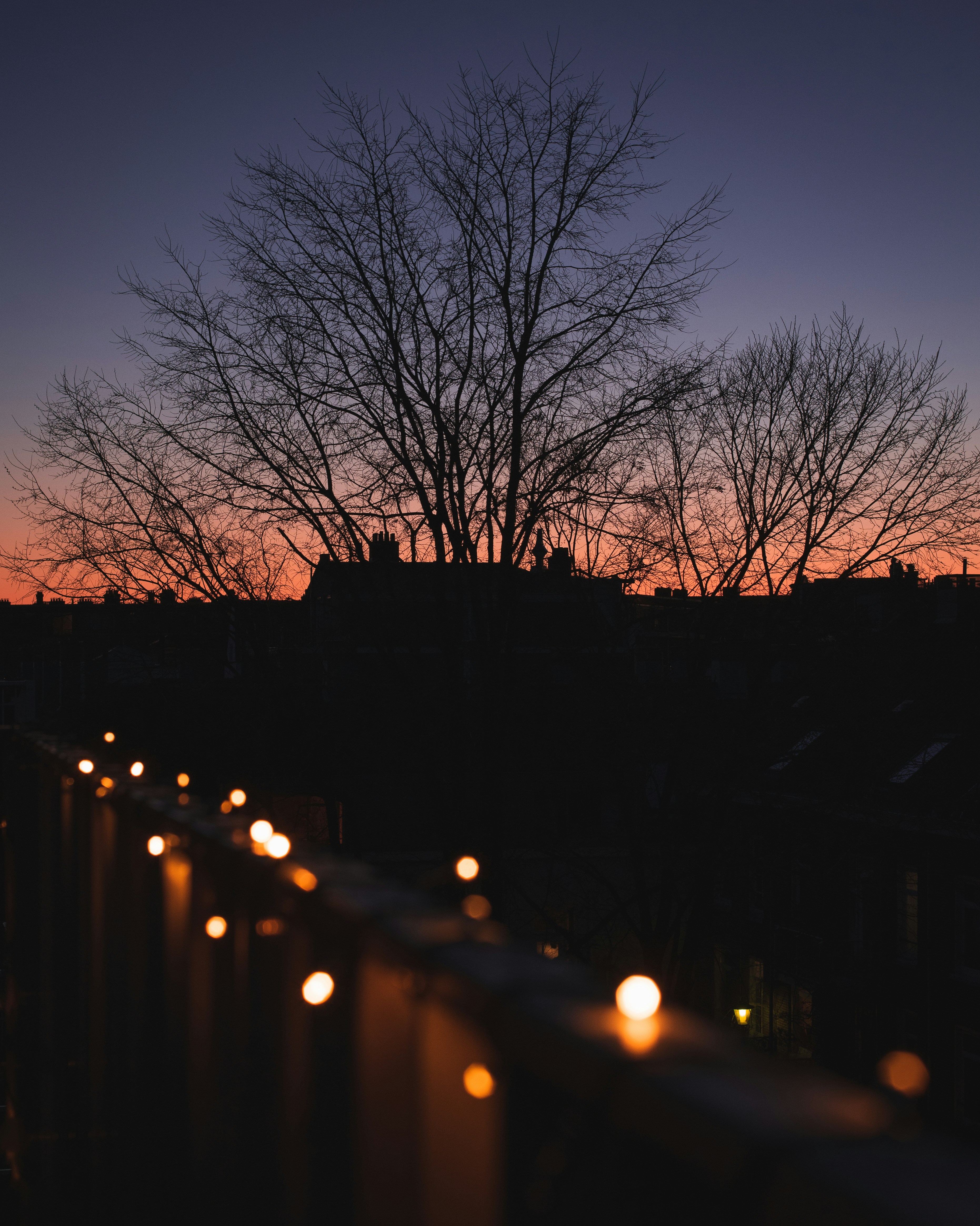 Rooftop Silhouette at Dusk: Trees Framed by a Corridor of Warm Orbs