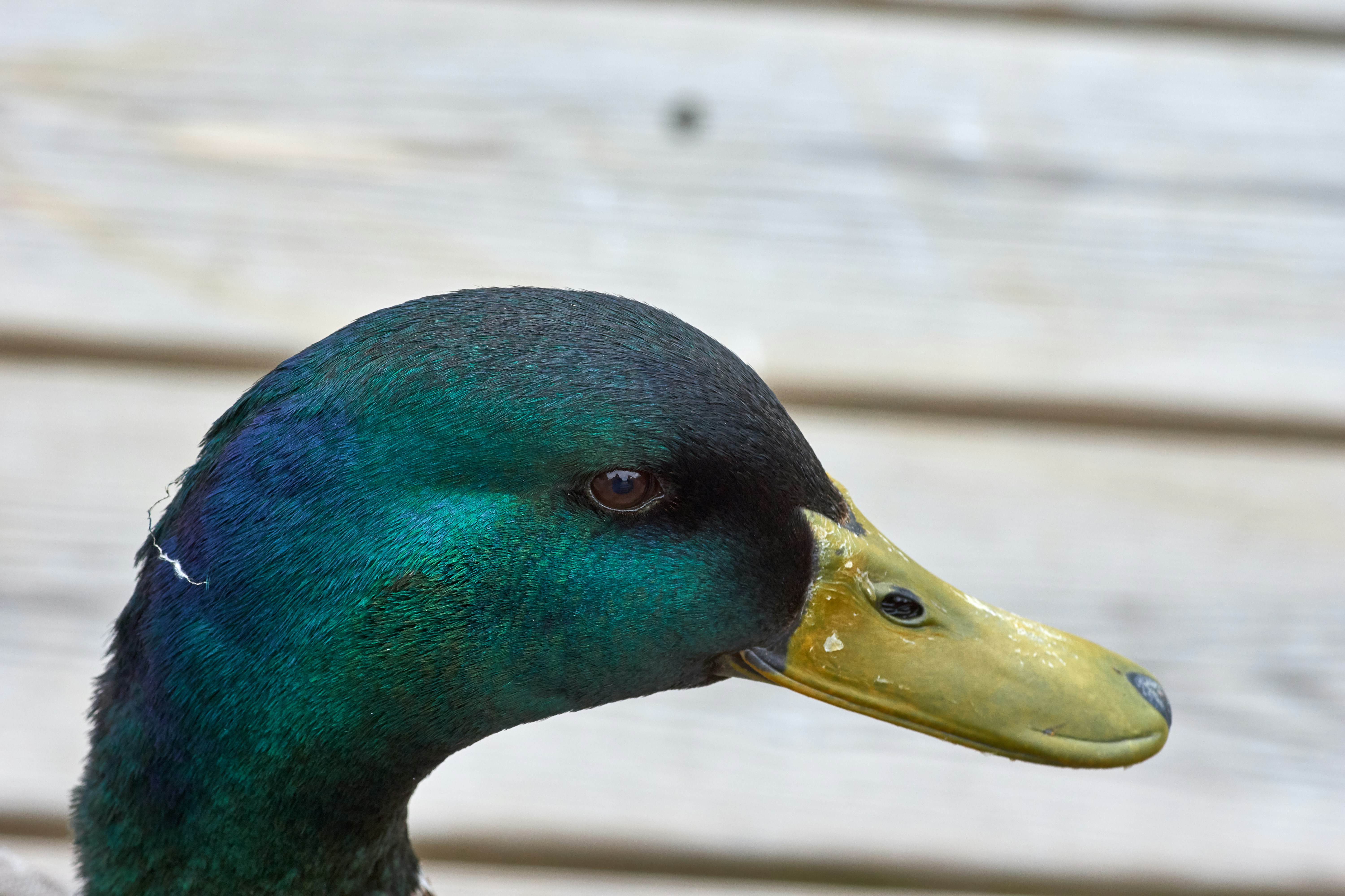 Green-Headed Mallard portrait with weathered wooden backdrop