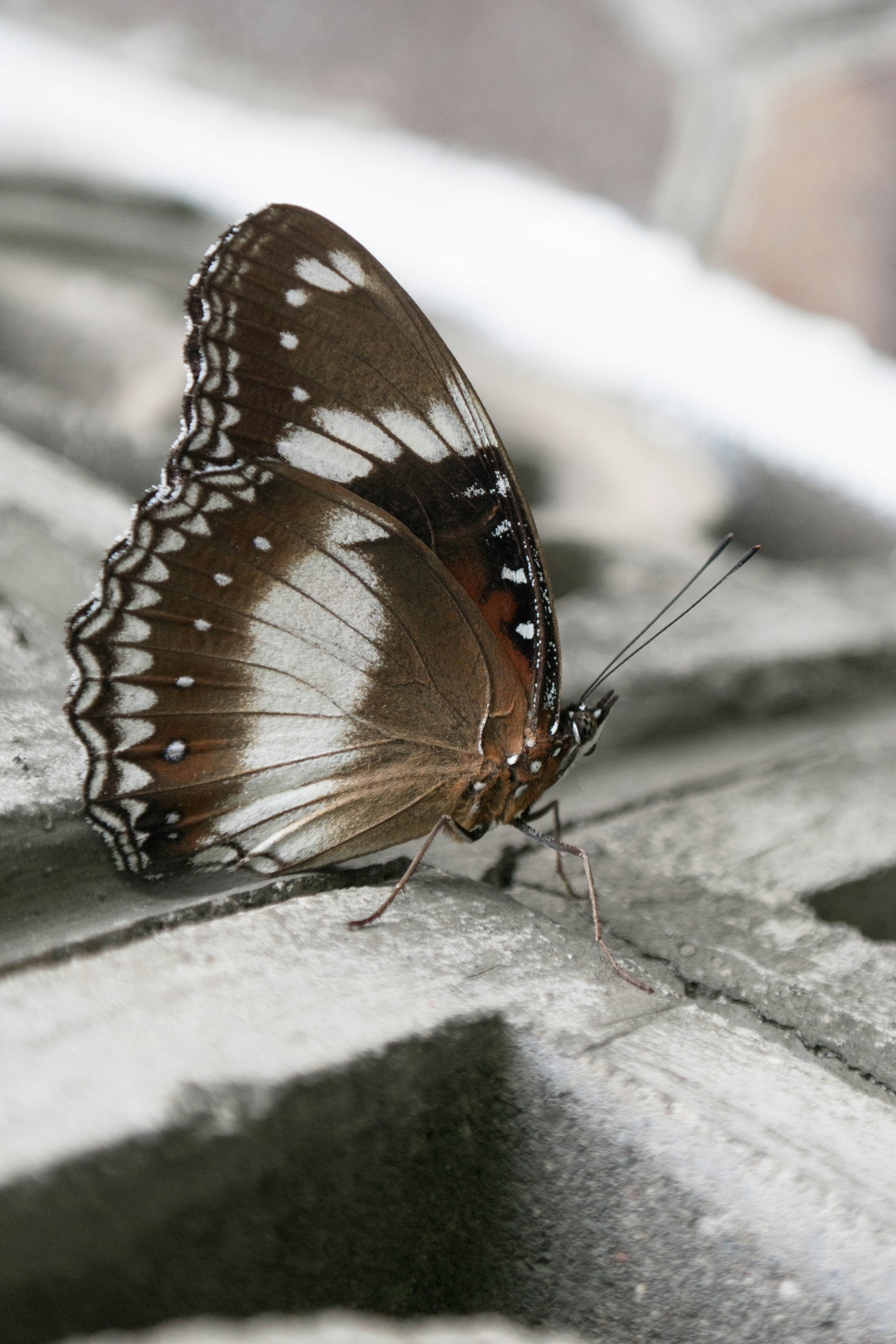 Brown and white butterfly resting on stone steps