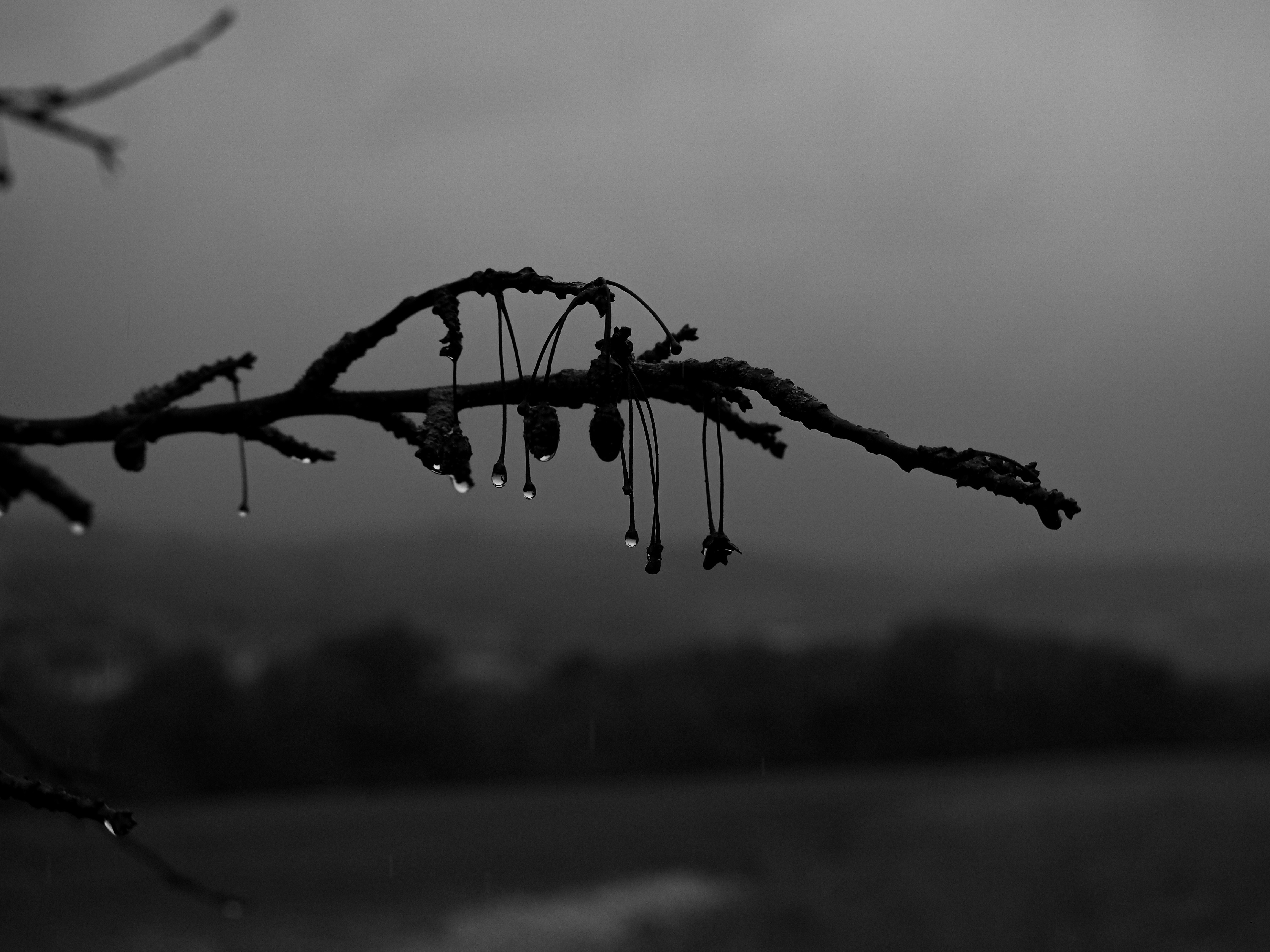 Dew-Lace on a Rain-Silent Branch
