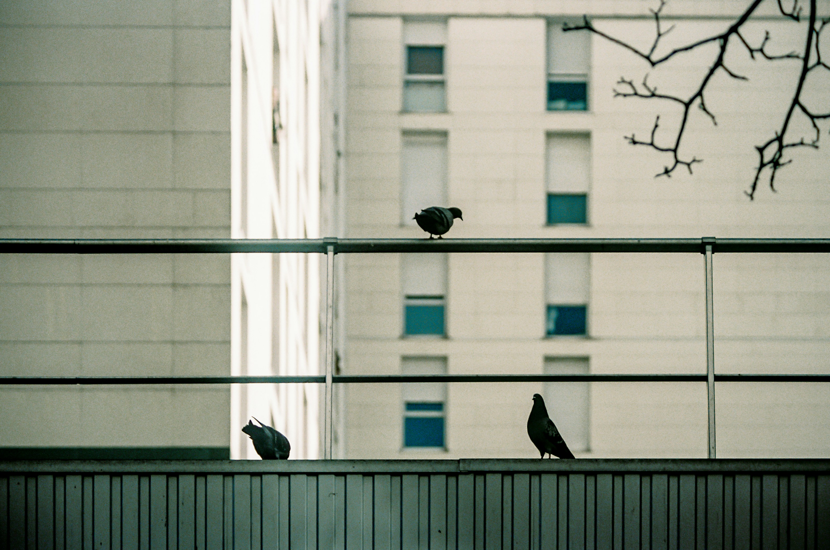 Three pigeons perched on a railing against a backdrop of modern architecture, highlighting the contrast between nature and urban life.