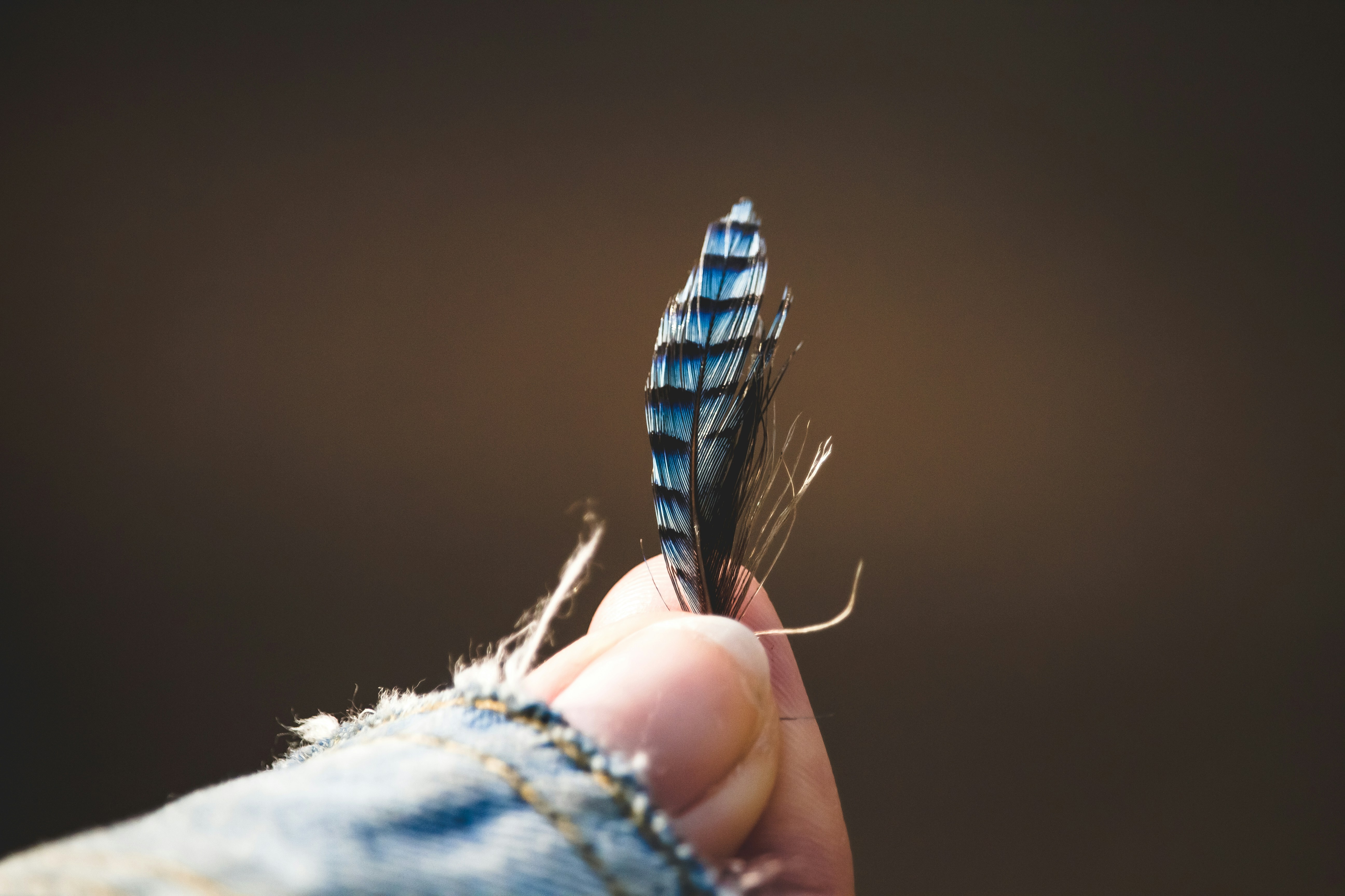 Blue and white feather on persons hand photo – Free Blue Image on Unsplash