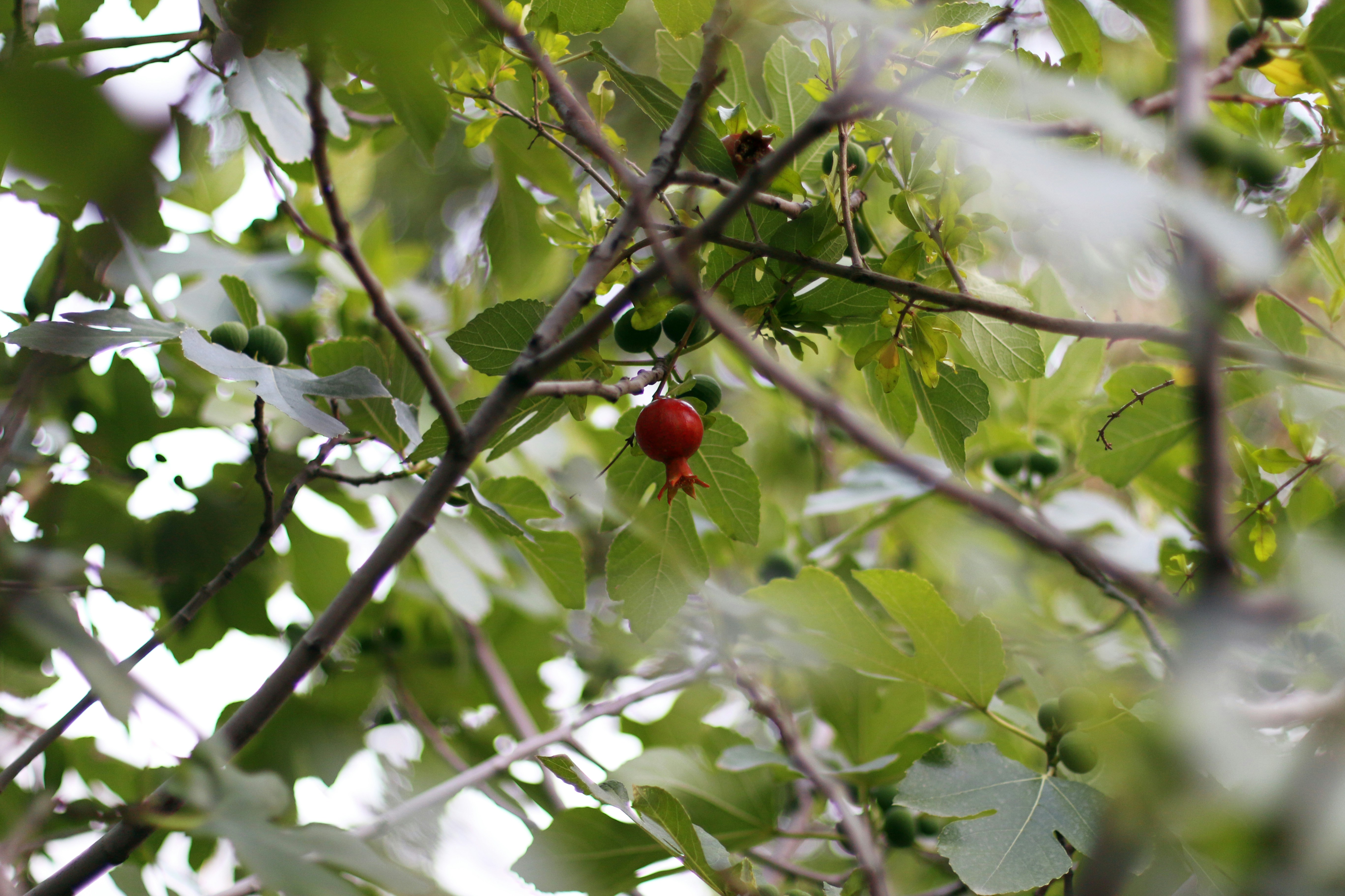 A vibrant red fruit nestled among lush green leaves, showcasing nature's intricate beauty and contrast.