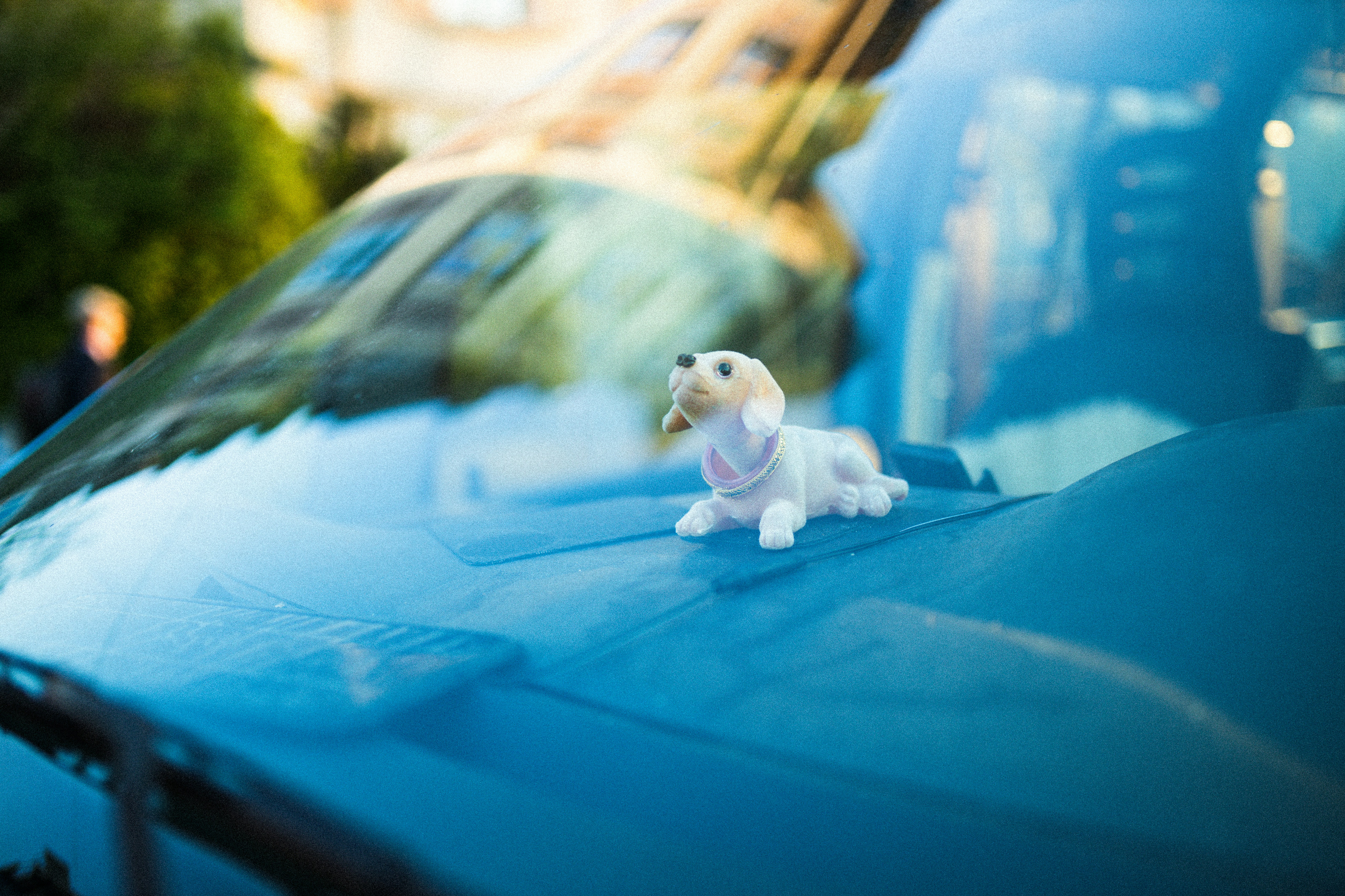 Plush Pup on a Blue Hood: Quiet Focus Amid Reflections