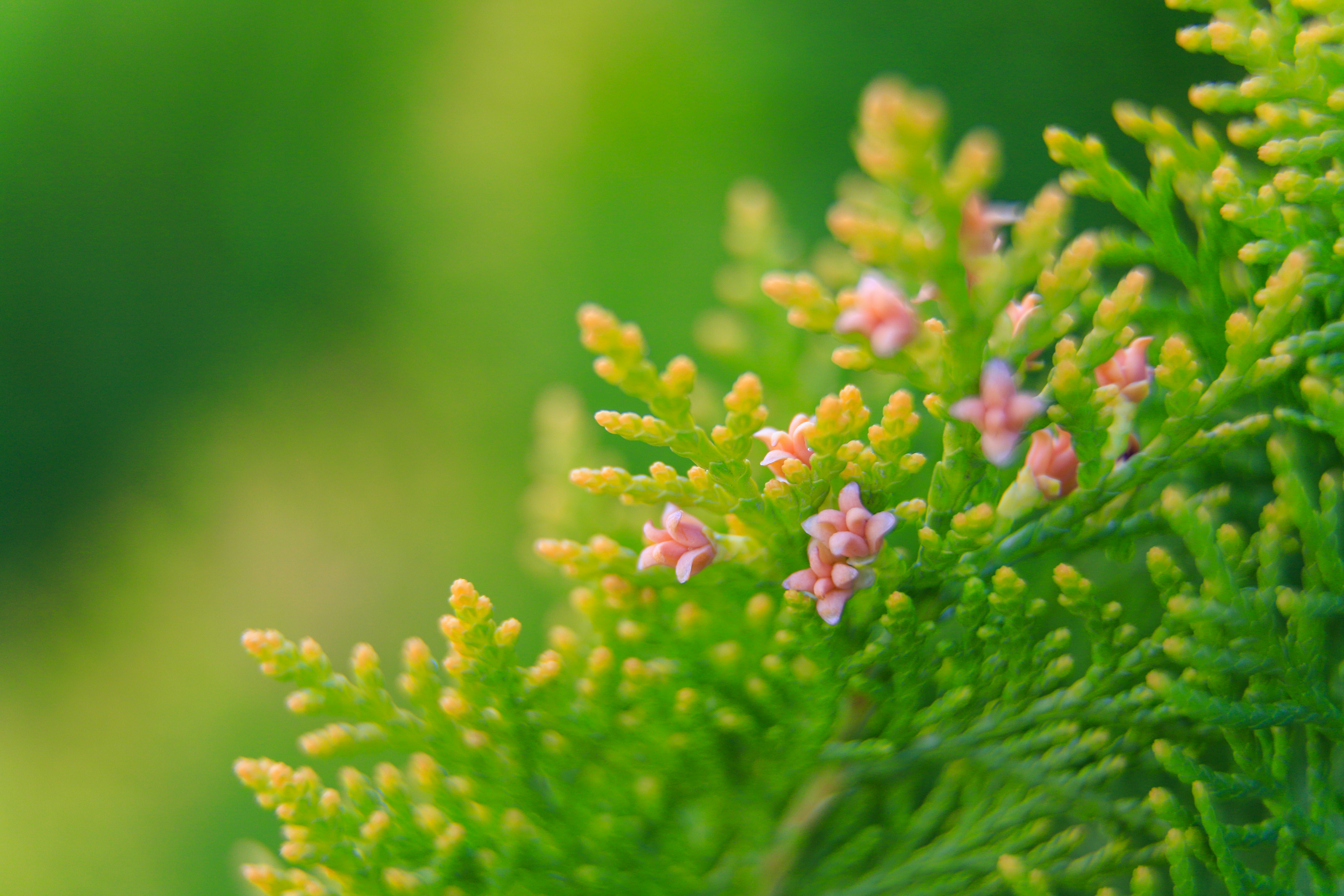 Sprightly Conifer Bloom: Tiny Pink Fronds Amid Green Tapestry