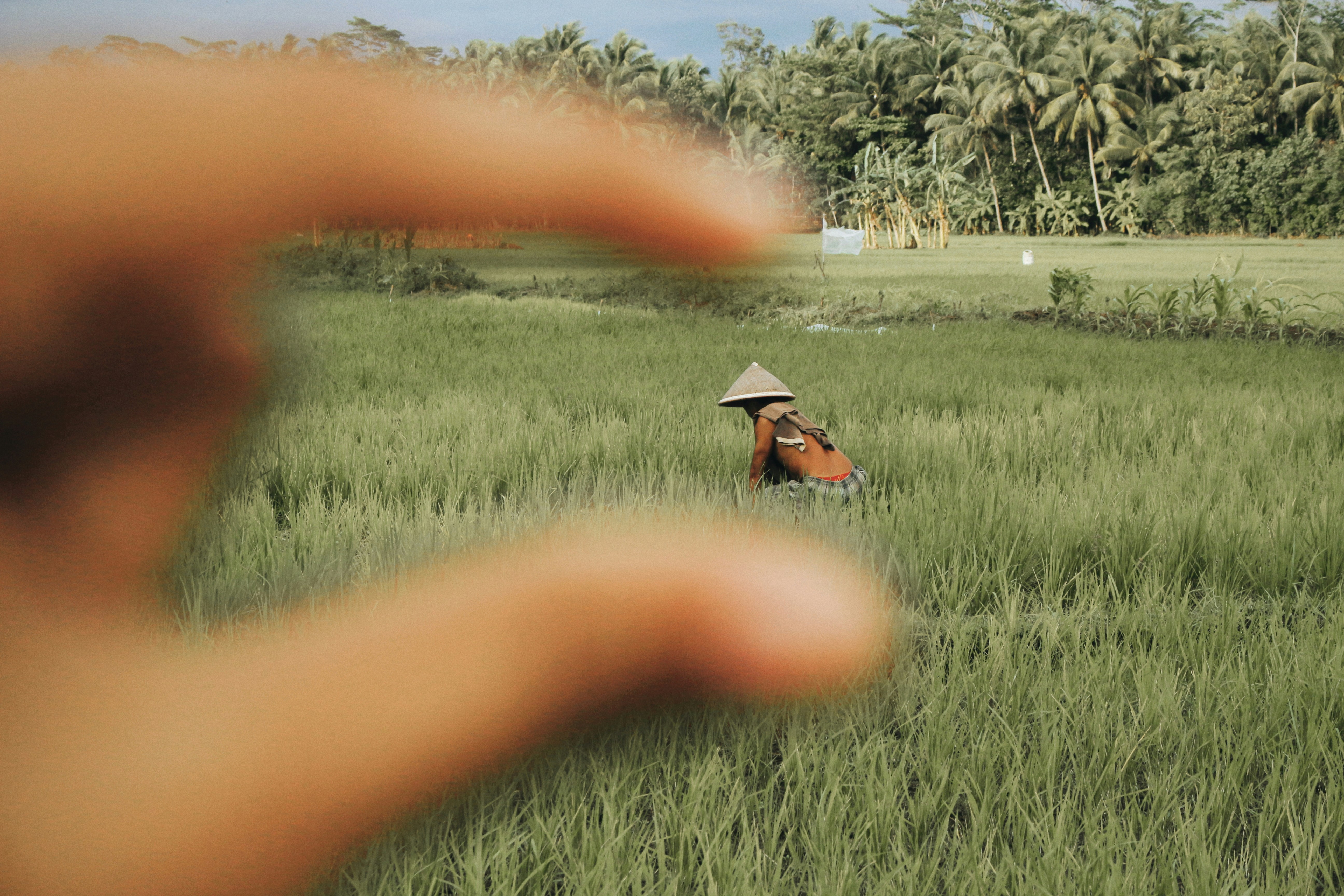 A person standing in a field with a hat on photo – Free Land Image on ...